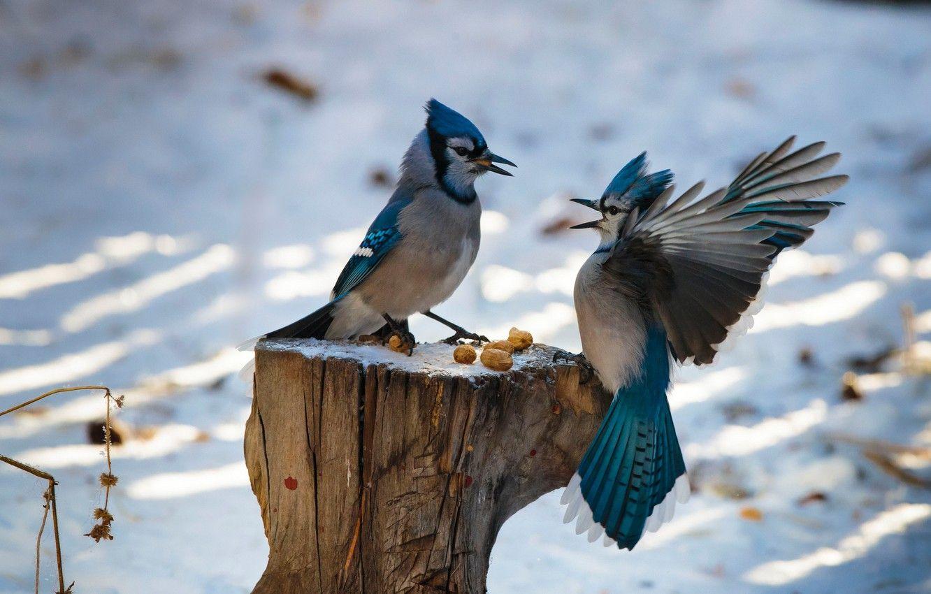 Winter Birds Desktop Wallpapers - Top Free Winter Birds Desktop ...