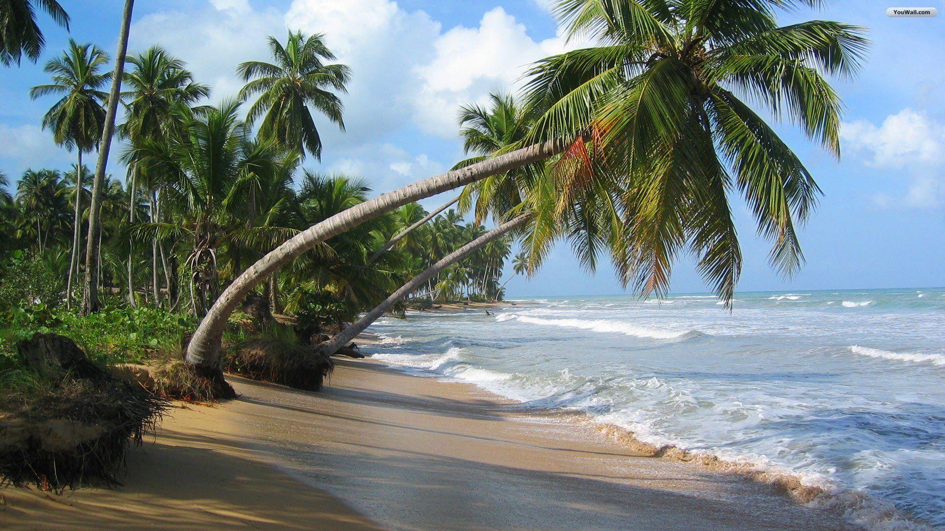 Tropical Desktop Wallpapers - Top Free Tropical Desktop Backgrounds ...