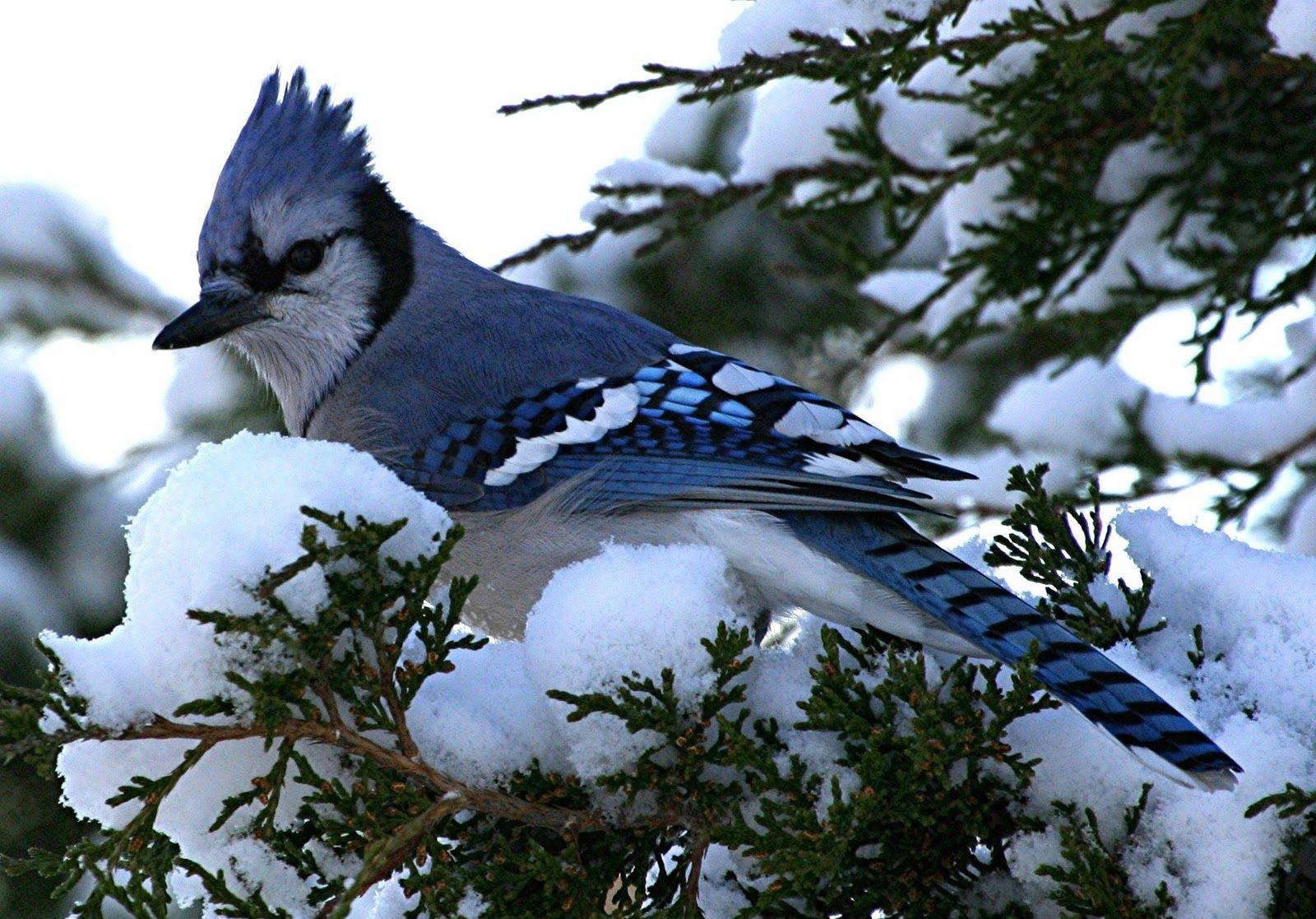 Winter Birds Desktop Wallpapers - Top Free Winter Birds Desktop ...