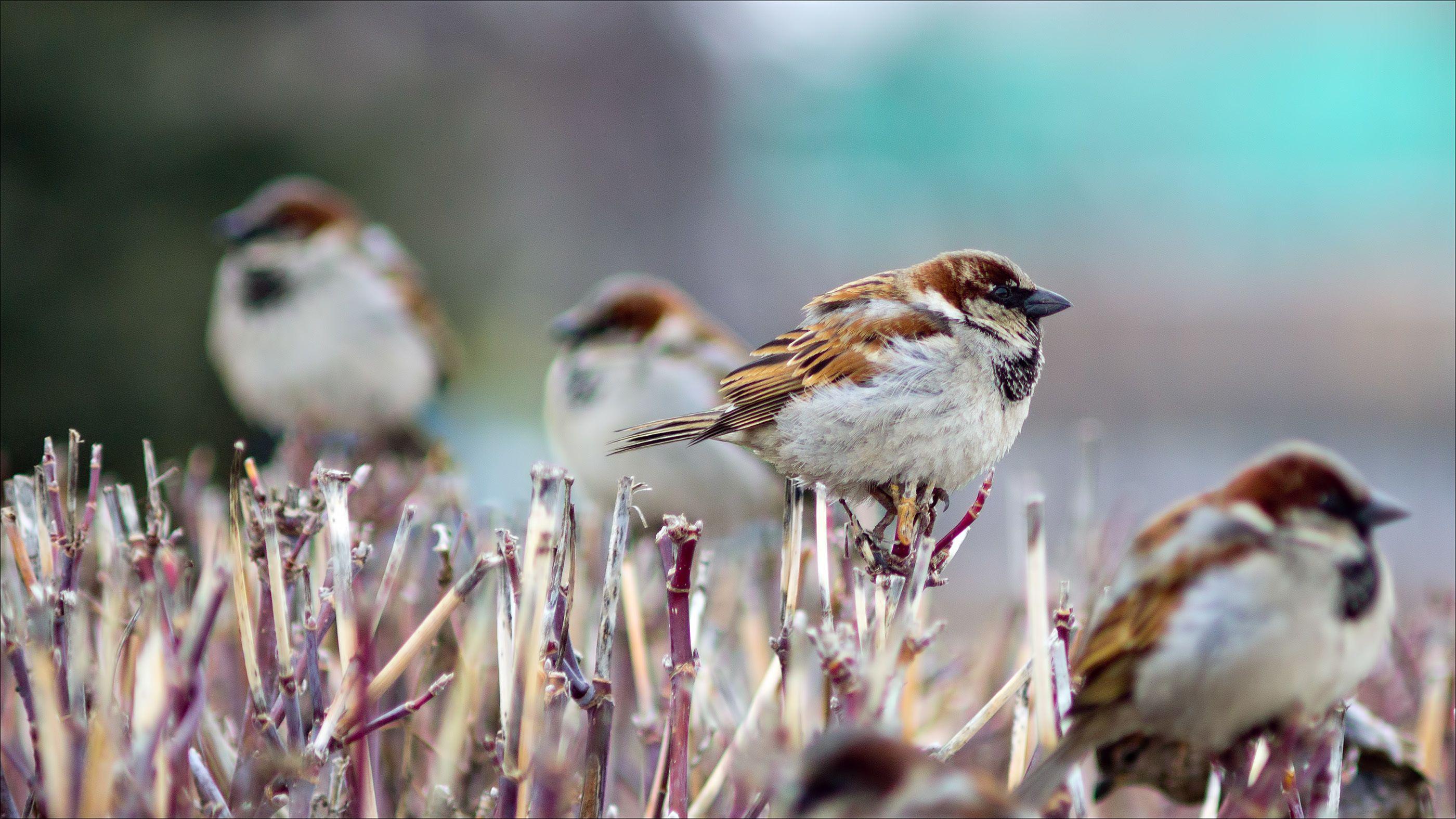 Winter Birds Desktop Wallpapers - Top Free Winter Birds Desktop ...