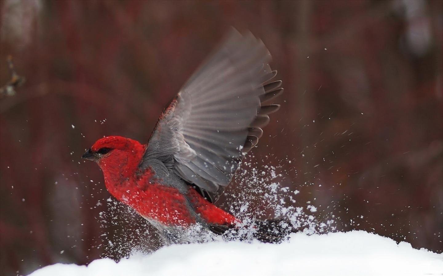 Winter Birds Desktop Wallpapers - Top Free Winter Birds Desktop ...