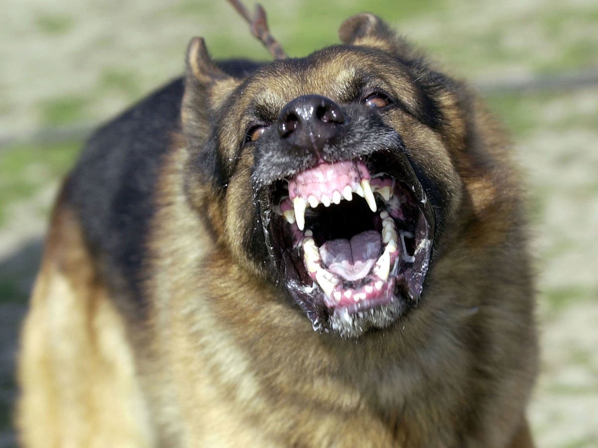 Dangerous Dog Wallpapers - Top Free Dangerous Dog Backgrounds ...