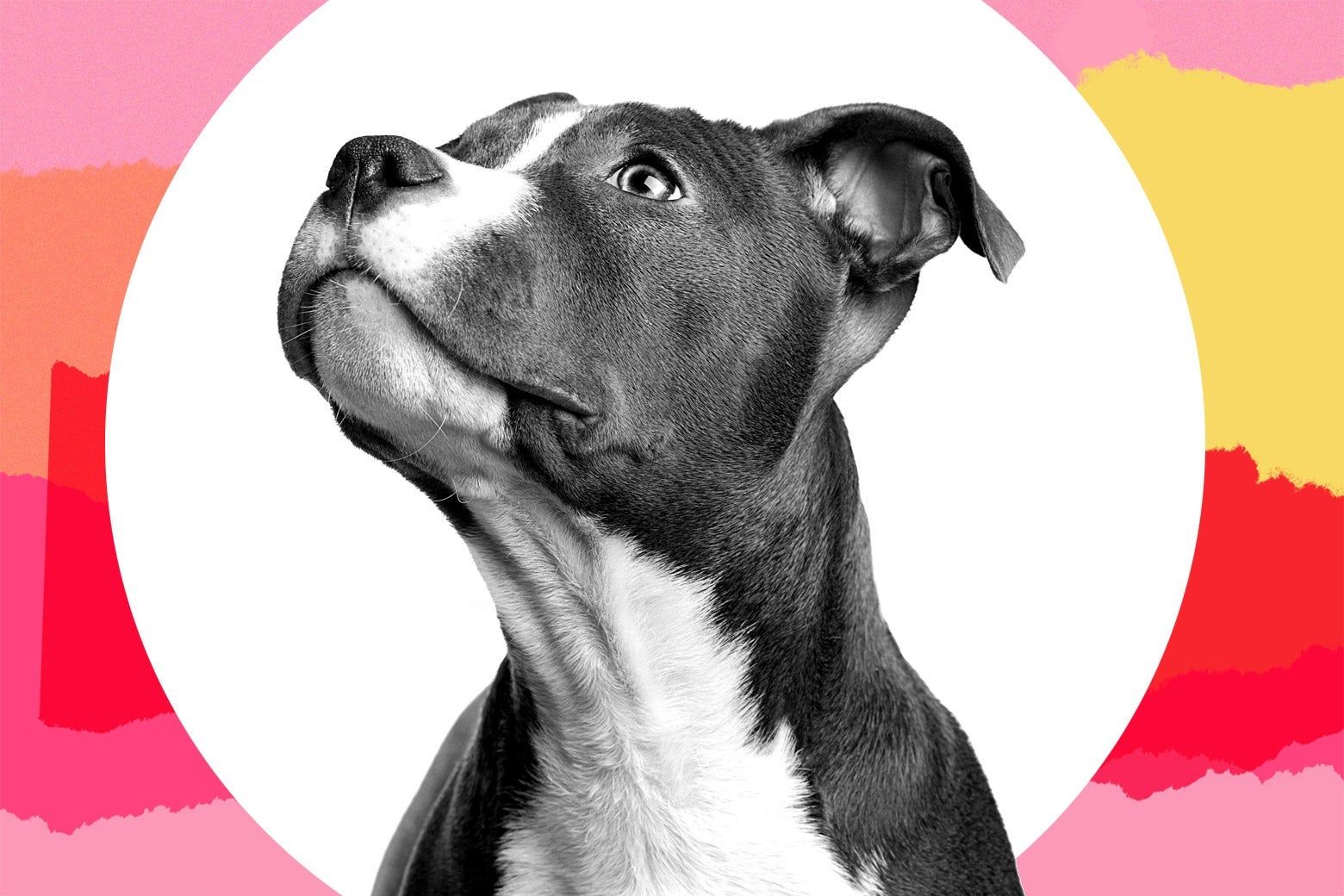 Dangerous Dog Wallpapers - Top Free Dangerous Dog Backgrounds ...