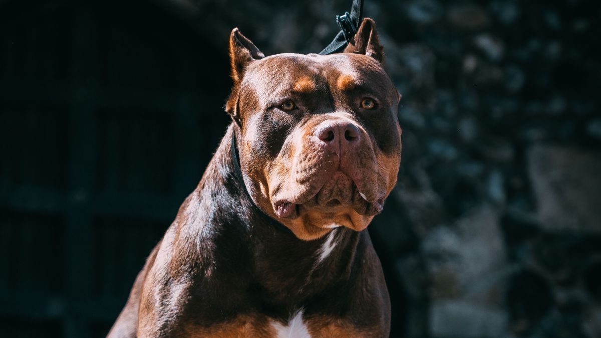 Dangerous Dog Wallpapers - Top Free Dangerous Dog Backgrounds ...