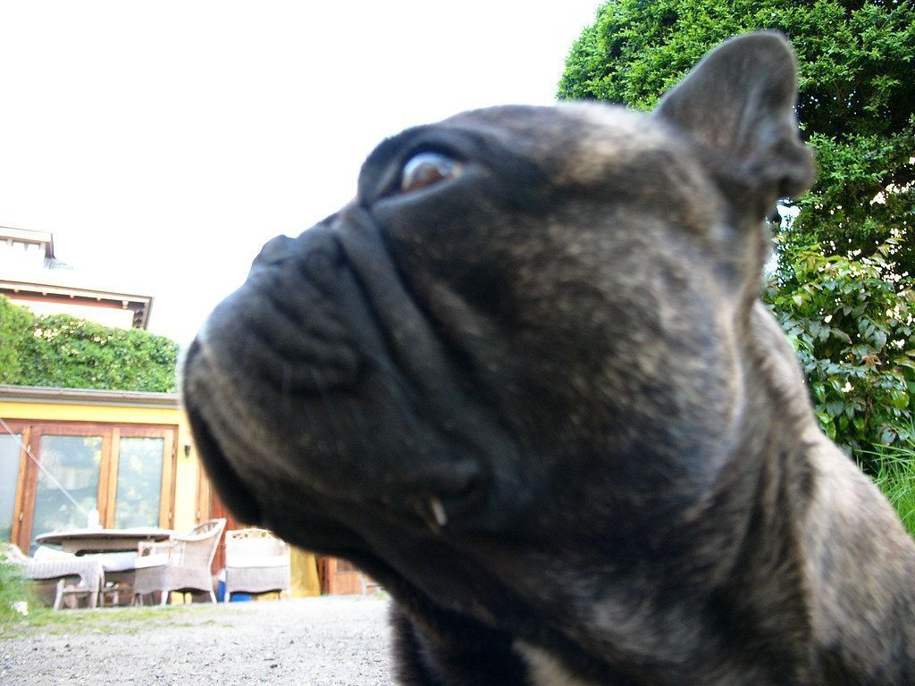 Dangerous Dog Wallpapers - Top Free Dangerous Dog Backgrounds ...