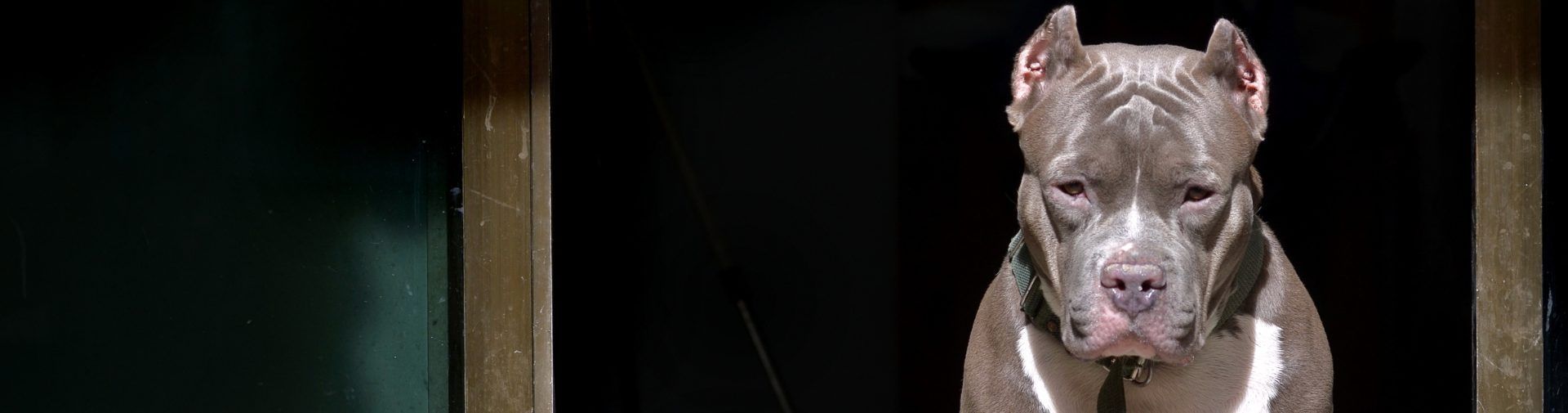 Dangerous Dog Wallpapers - Top Free Dangerous Dog Backgrounds ...