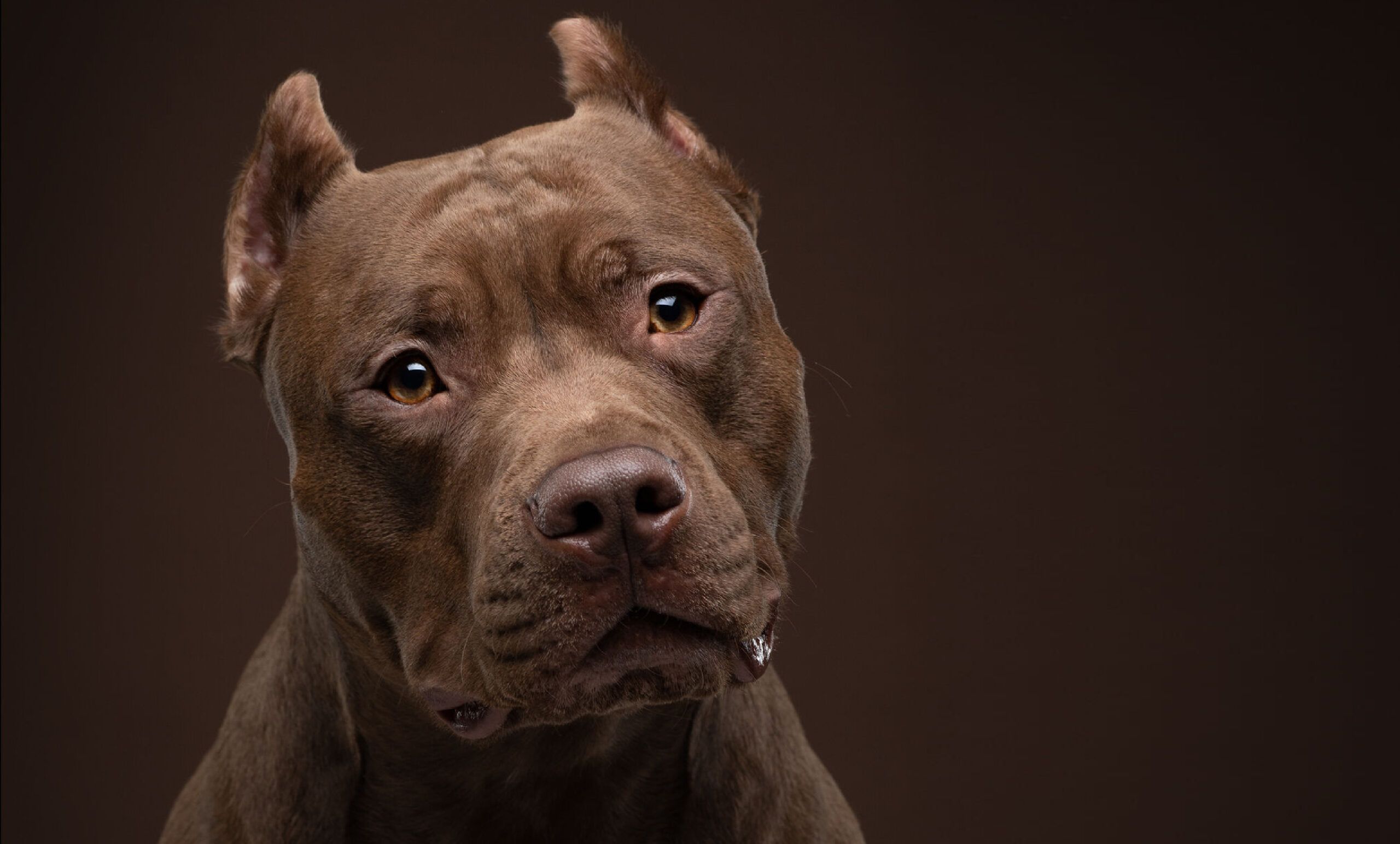 Dangerous Dog Wallpapers - Top Free Dangerous Dog Backgrounds - WallpaperAccess