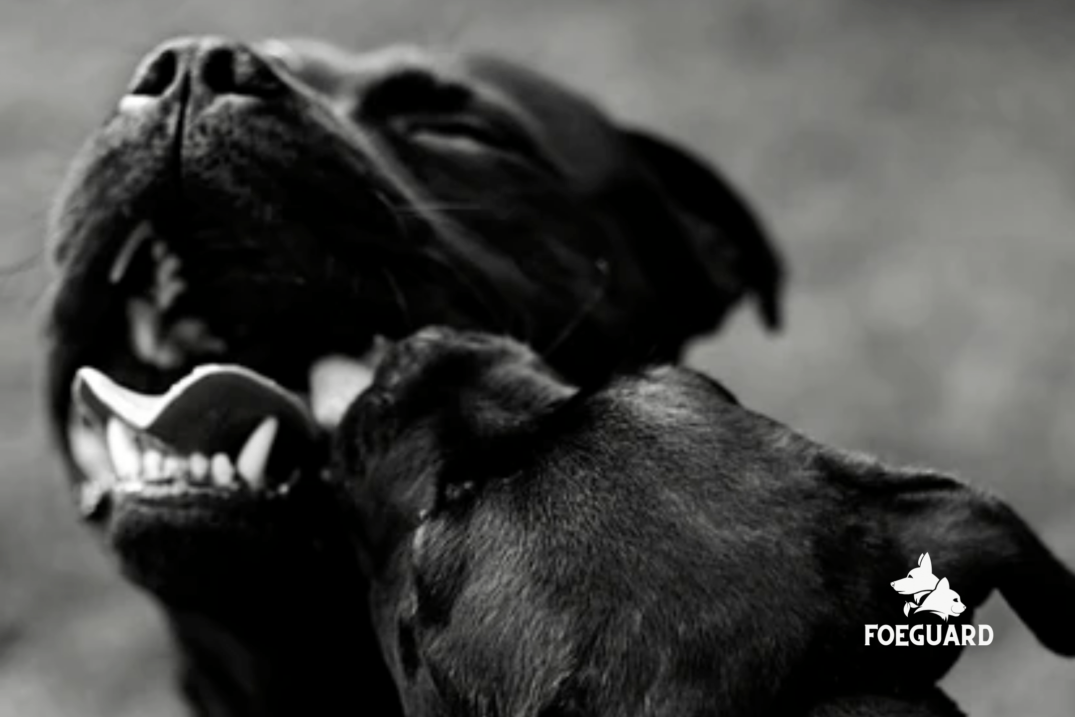 Dangerous Dog Wallpapers - Top Free Dangerous Dog Backgrounds ...