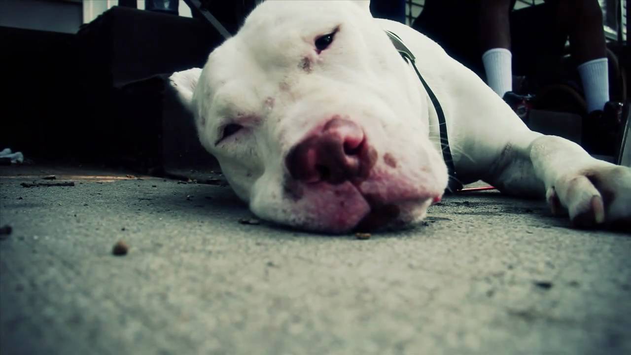 Dangerous Dog Wallpapers - Top Free Dangerous Dog Backgrounds ...