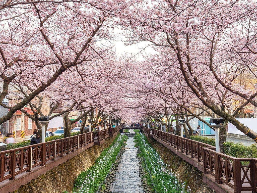 Seoul Spring Wallpapers - Top Free Seoul Spring Backgrounds ...