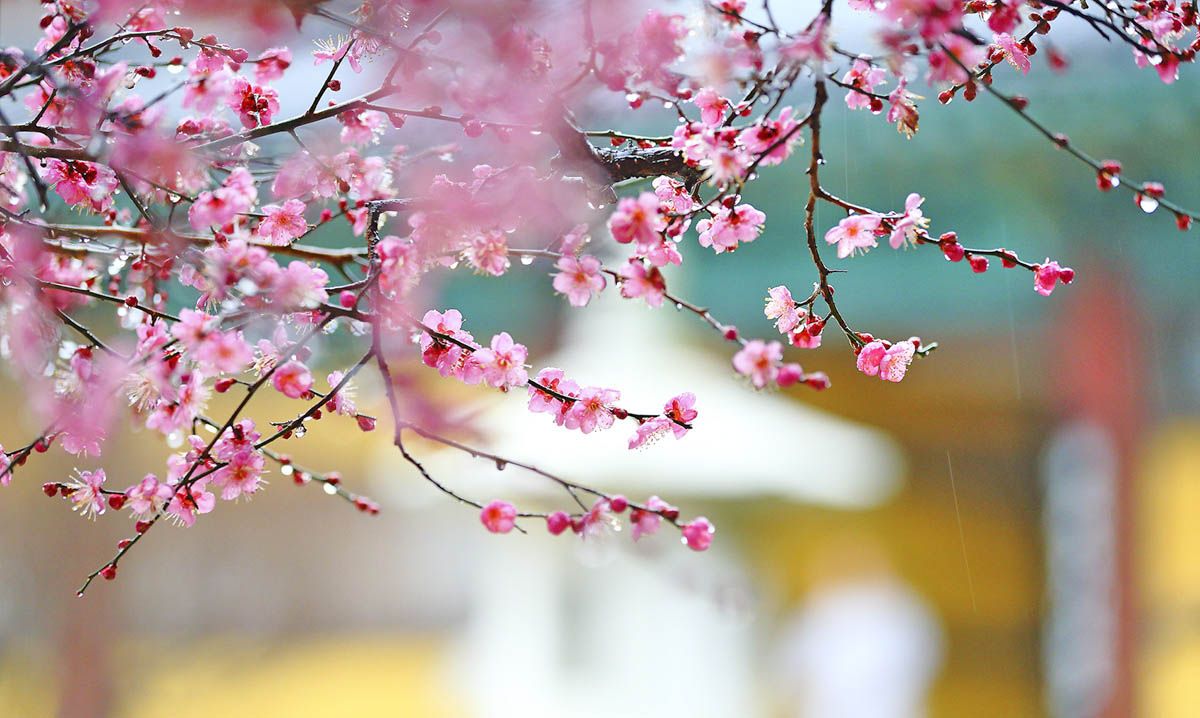 Seoul Spring Wallpapers - Top Free Seoul Spring Backgrounds ...