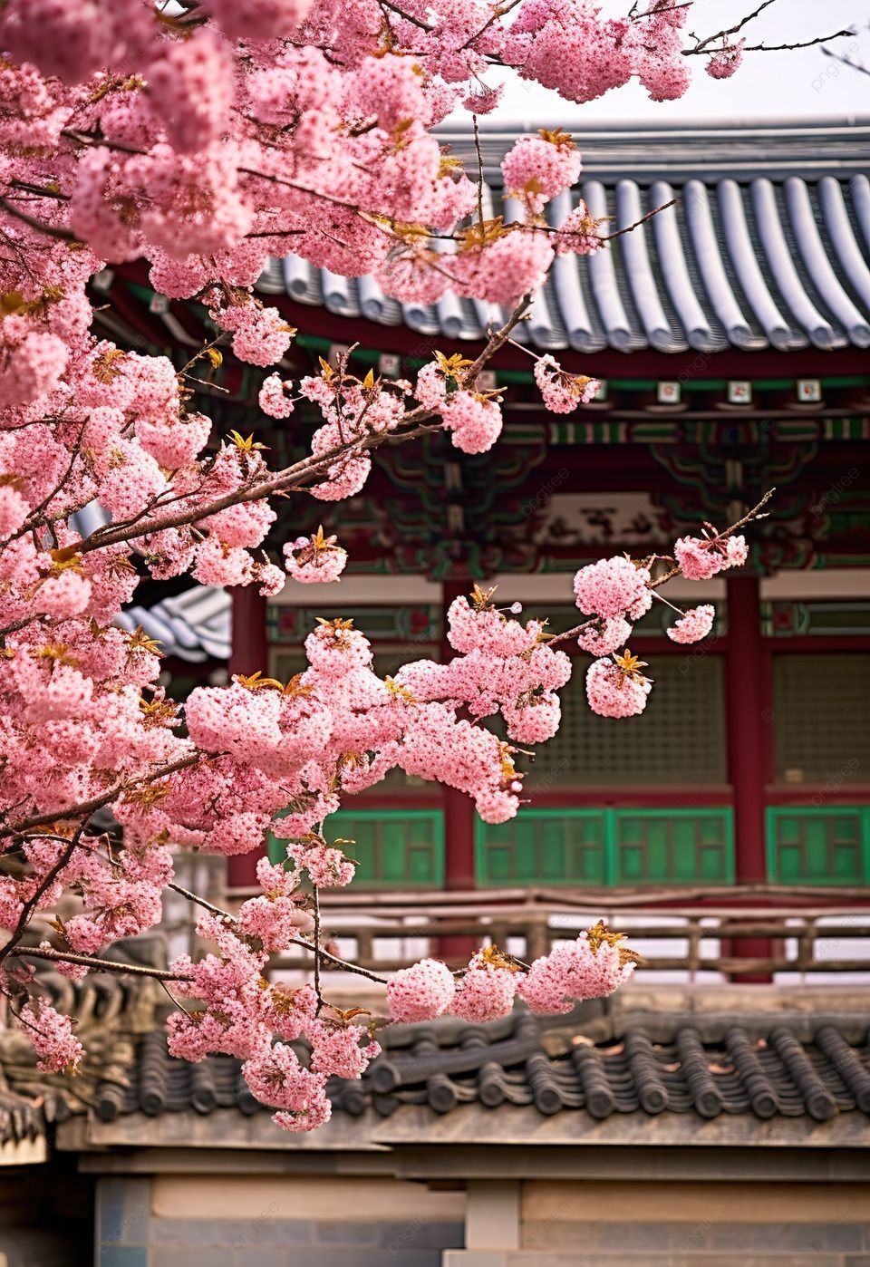 Seoul Spring Wallpapers - Top Free Seoul Spring Backgrounds ...