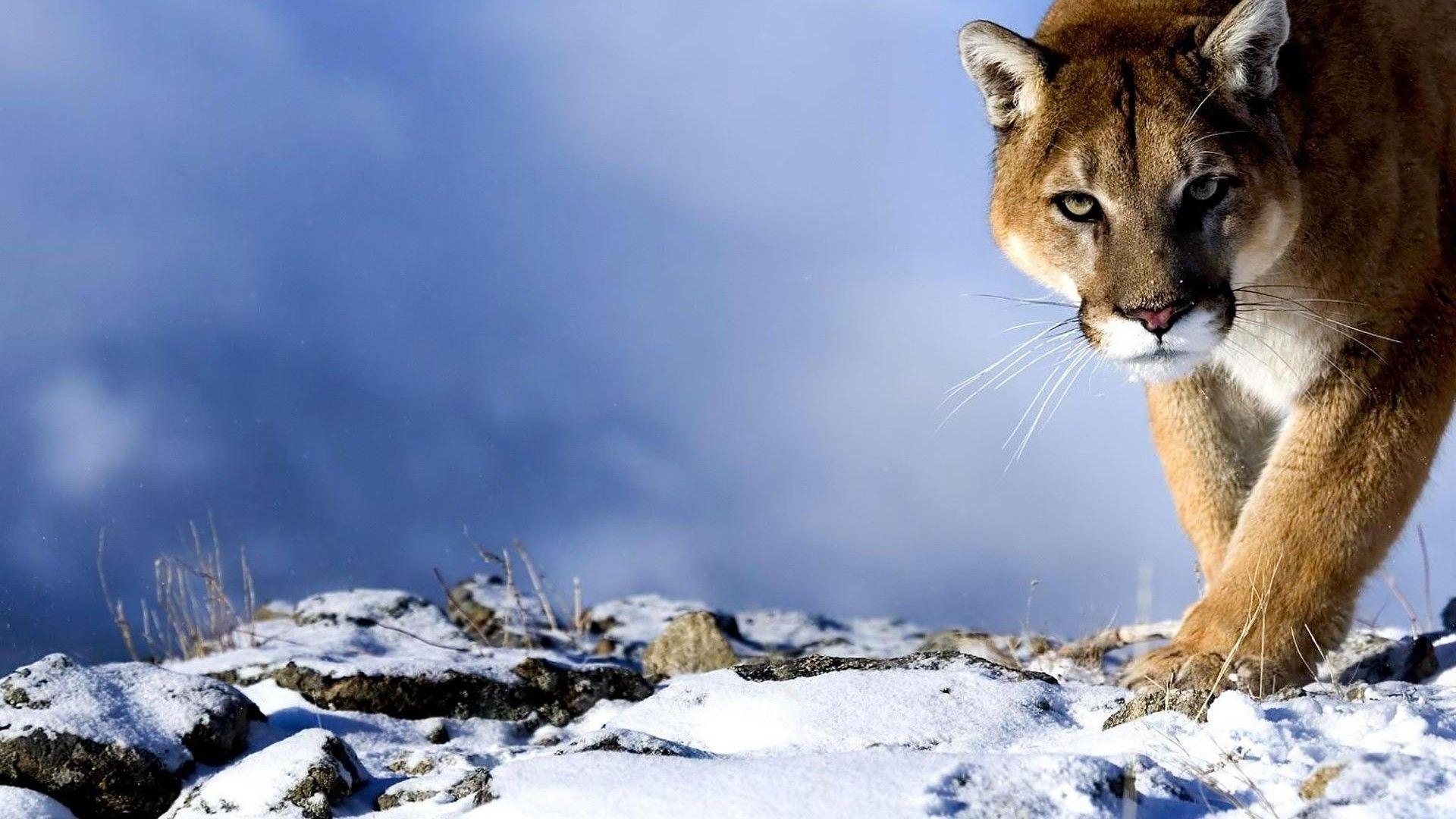 Winter Animals Desktop Wallpapers - Top Free Winter Animals Desktop ...