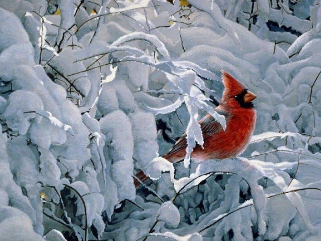 Winter Cardinal Desktop Wallpapers - Top Free Winter Cardinal Desktop ...