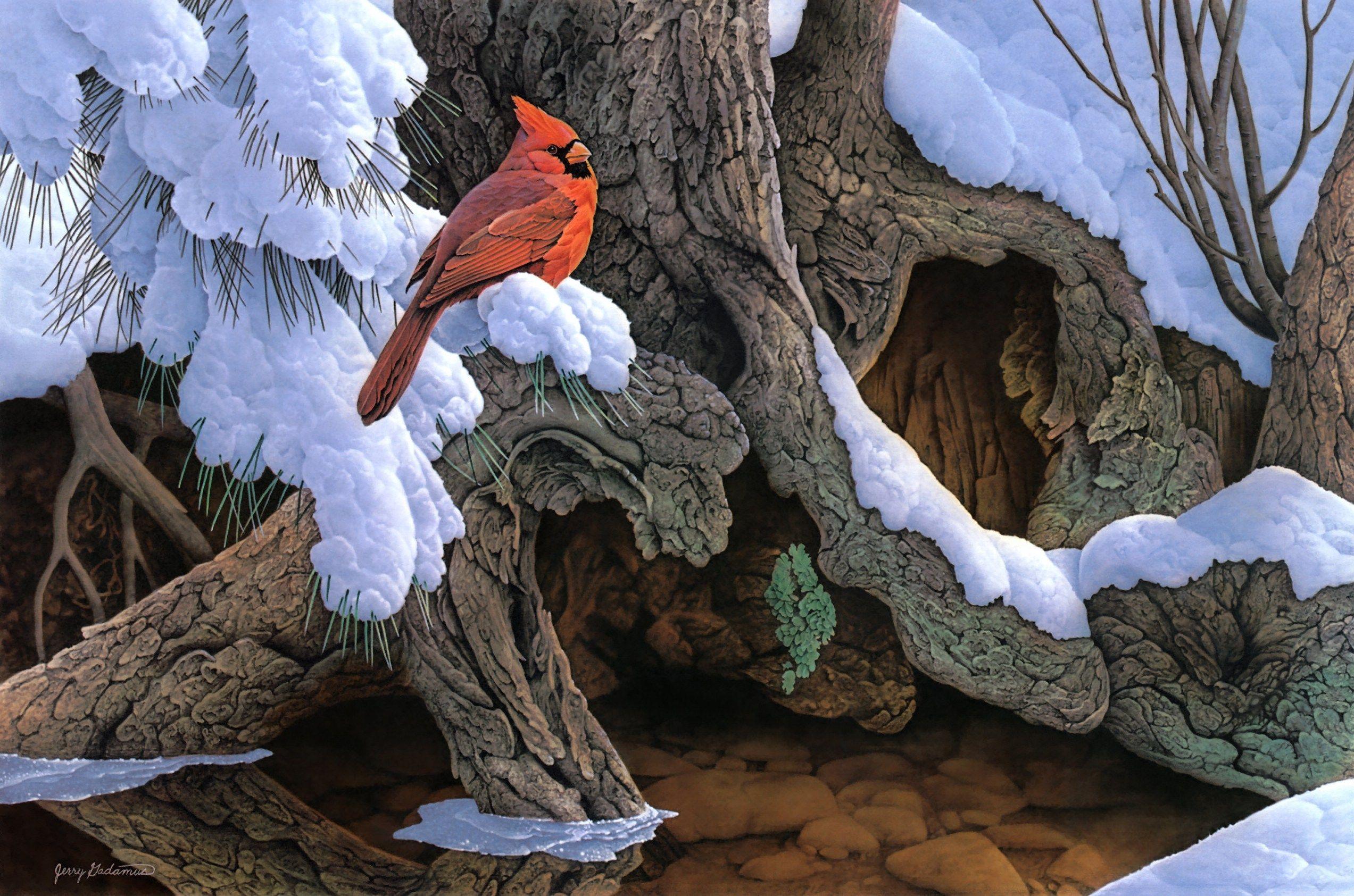 Winter Cardinal Desktop Wallpapers - Top Free Winter Cardinal Desktop ... Winter Cardinal Desktop Wallpapers - Top Free Winter Cardinal Desktop ...