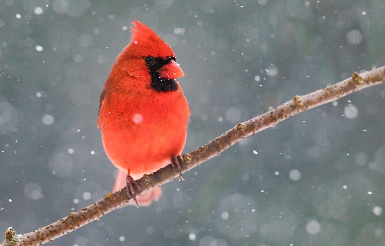 Winter Cardinal Desktop Wallpapers - Top Free Winter Cardinal Desktop ...