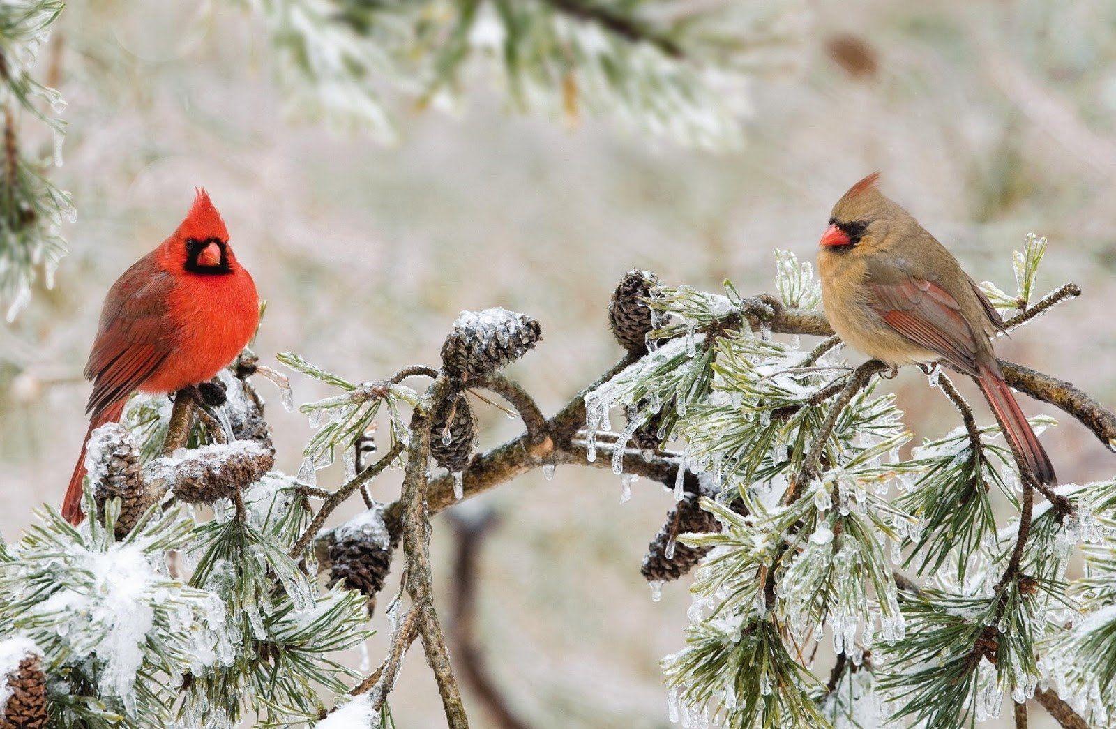 Winter Cardinal Desktop Wallpapers - Top Free Winter Cardinal Desktop ...