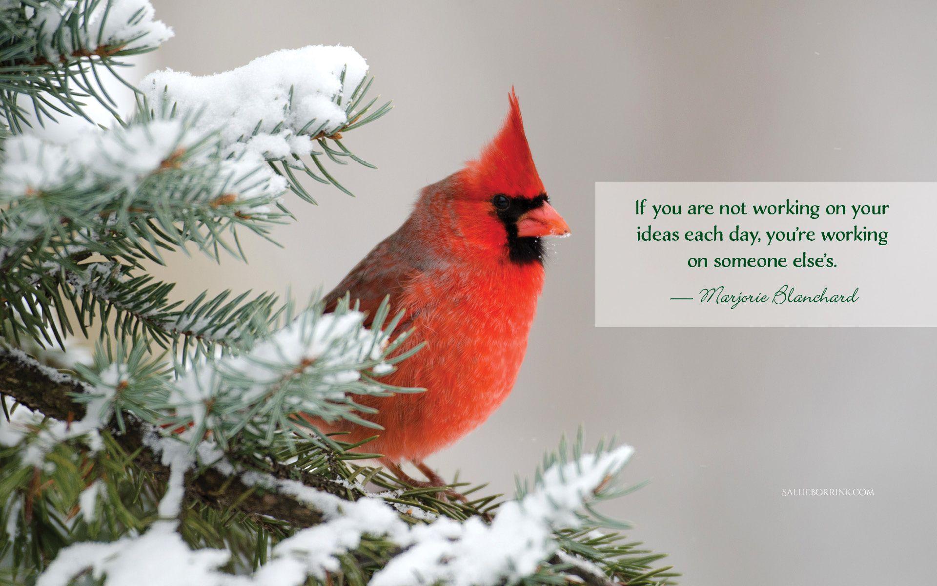 Winter Cardinal Desktop Wallpapers - Top Free Winter Cardinal Desktop ...