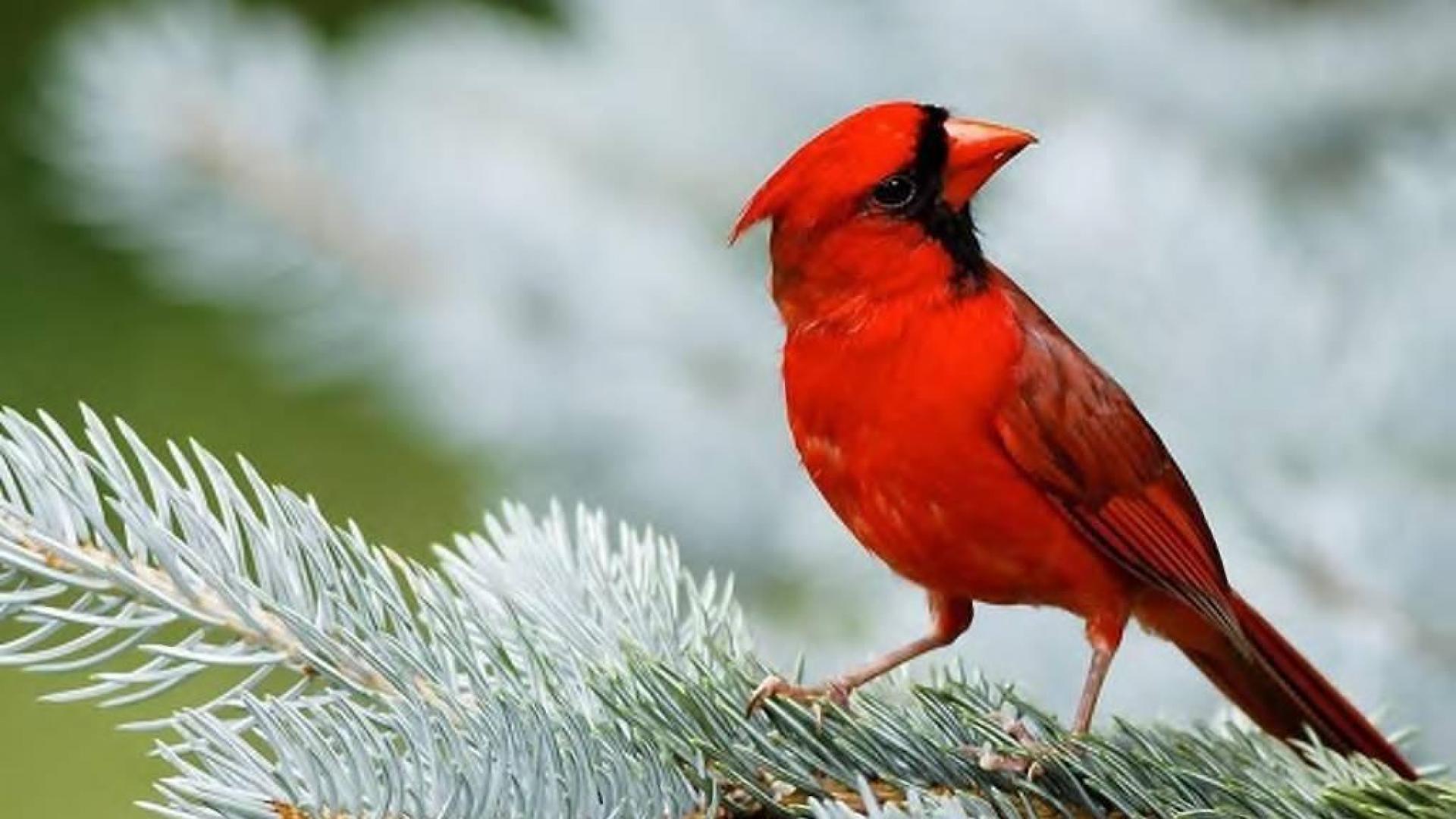 Winter Cardinal Desktop Wallpapers - Top Free Winter Cardinal Desktop ...
