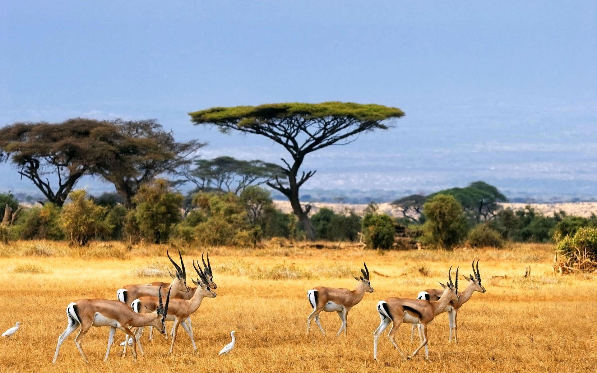 Safari Desktop Wallpapers - Top Free Safari Desktop Backgrounds ...