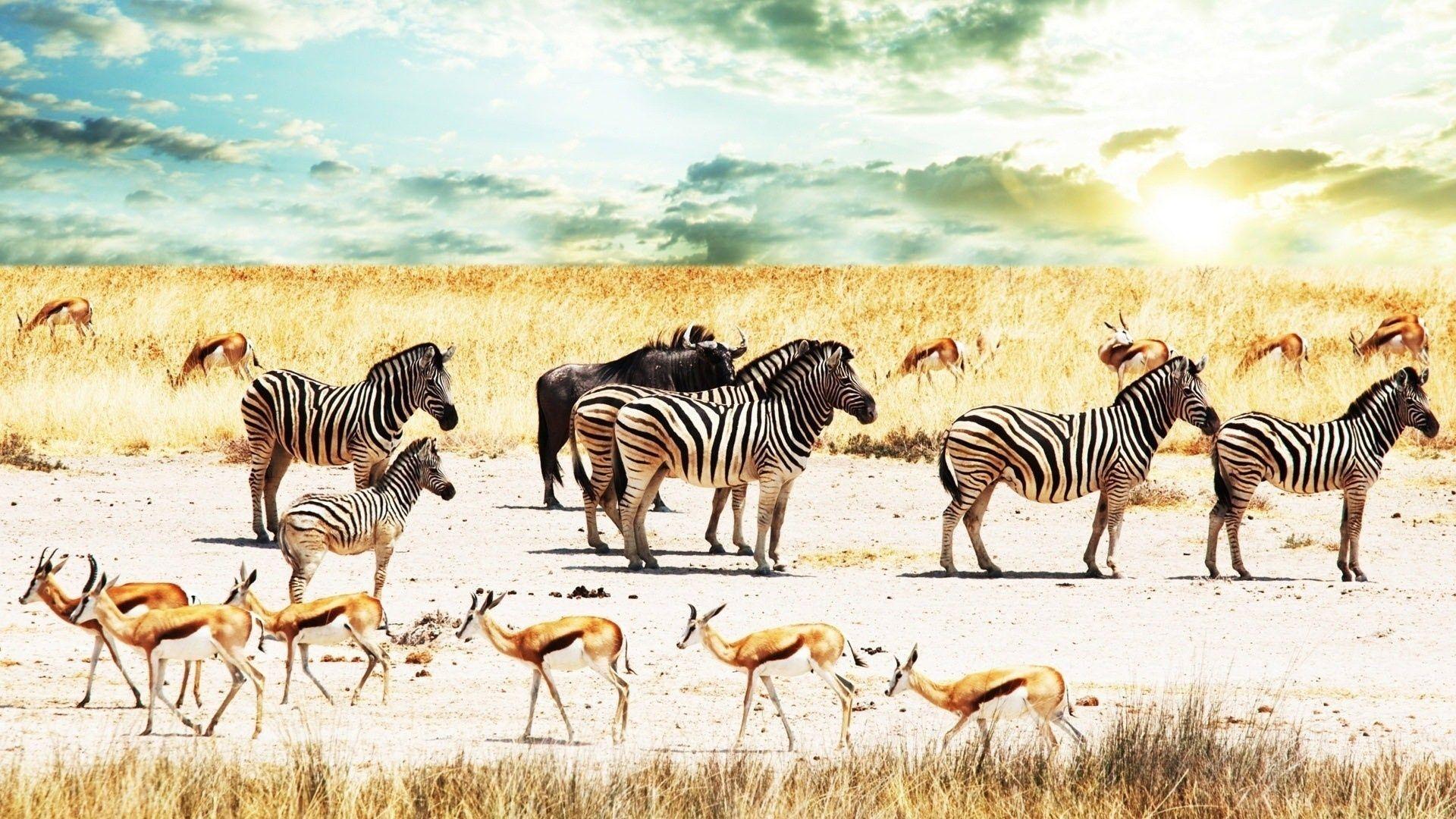 Safari Desktop Wallpapers - Top Free Safari Desktop Backgrounds ...