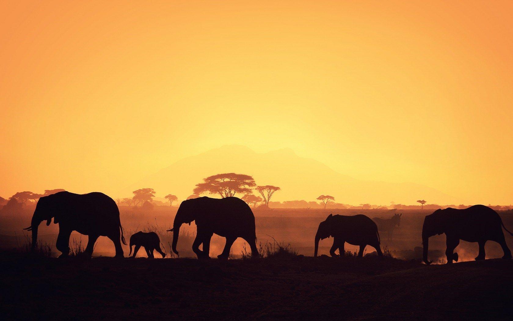 Safari Desktop Wallpapers - Top Free Safari Desktop Backgrounds ...