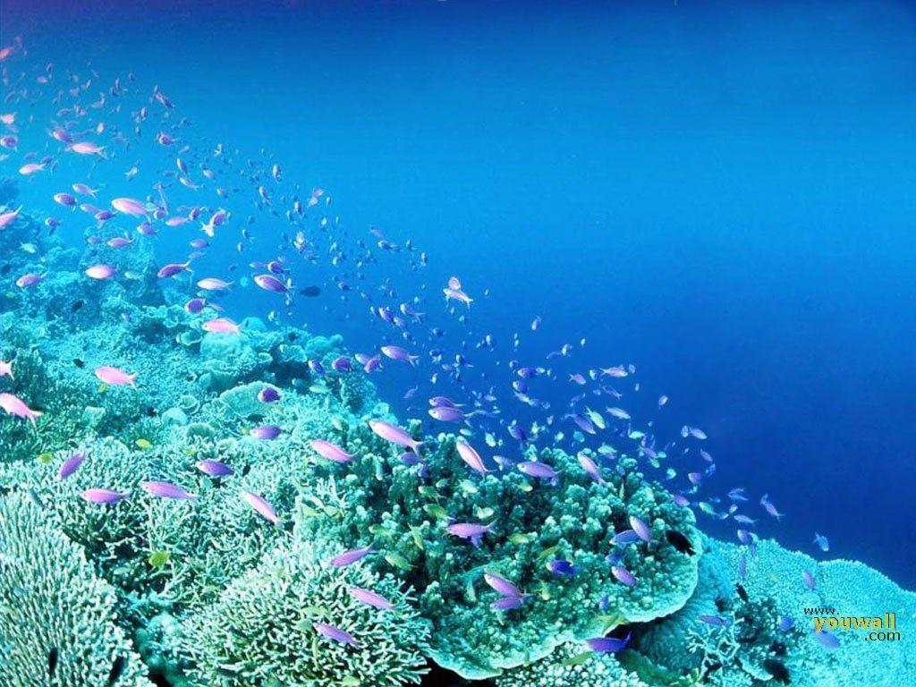 Under the Sea Desktop Wallpapers - Top Free Under the Sea Desktop ...