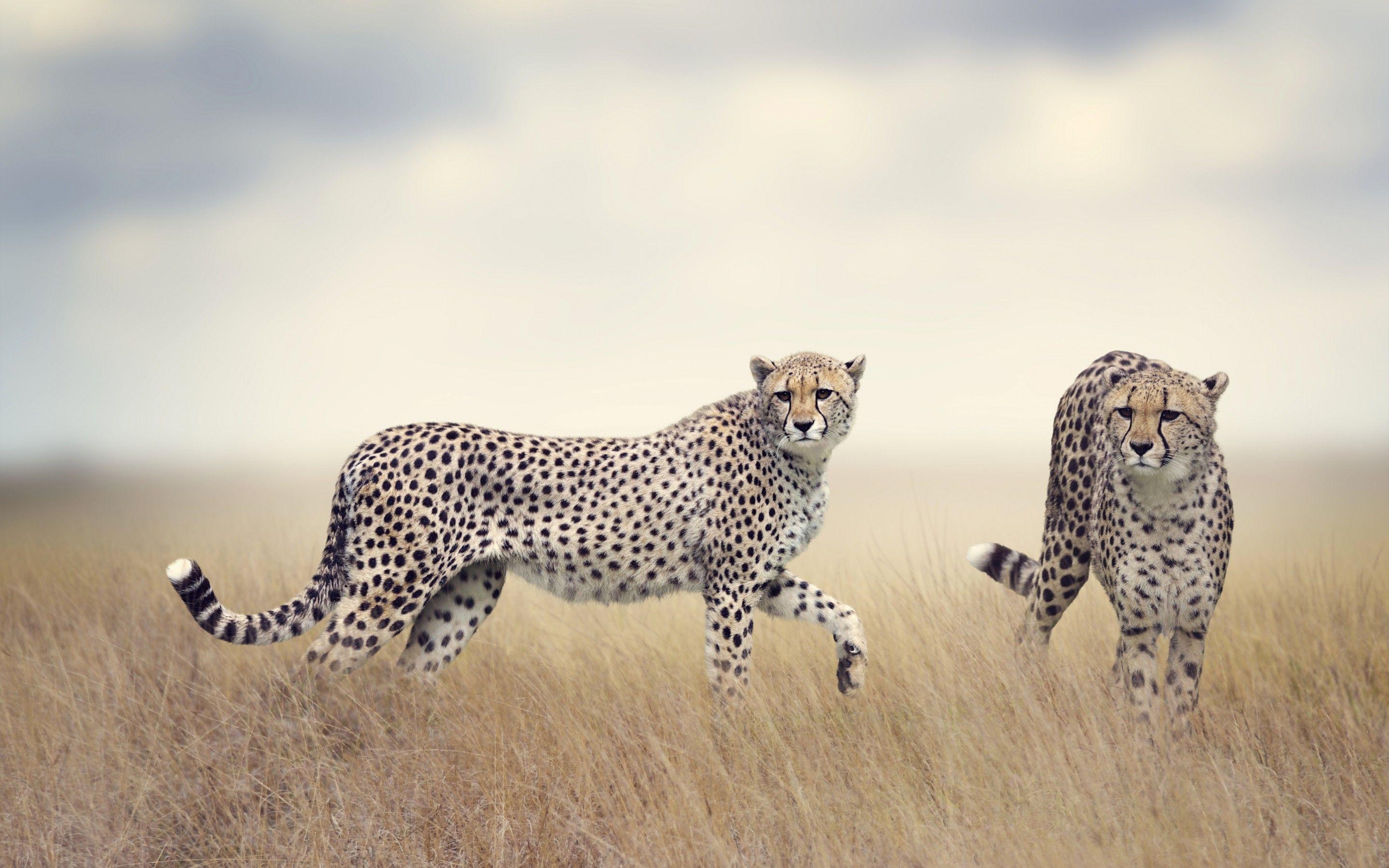 Safari Desktop Wallpapers - Top Free Safari Desktop Backgrounds ...