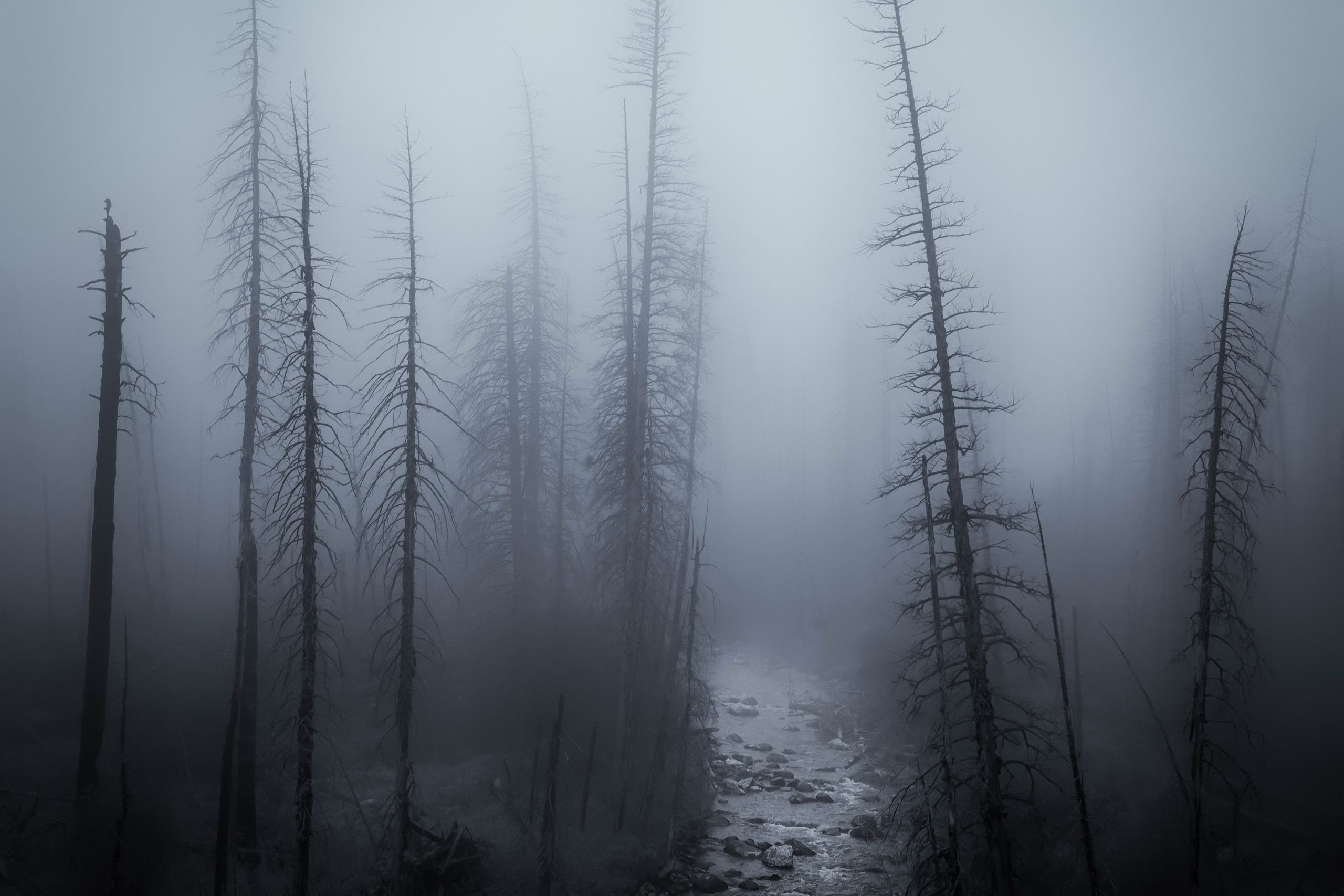 Dead Forest Wallpapers - Top Free Dead Forest Backgrounds - WallpaperAccess