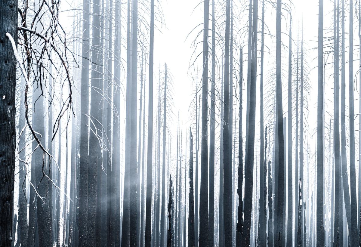 Dead Forest Wallpapers - Top Free Dead Forest Backgrounds - WallpaperAccess