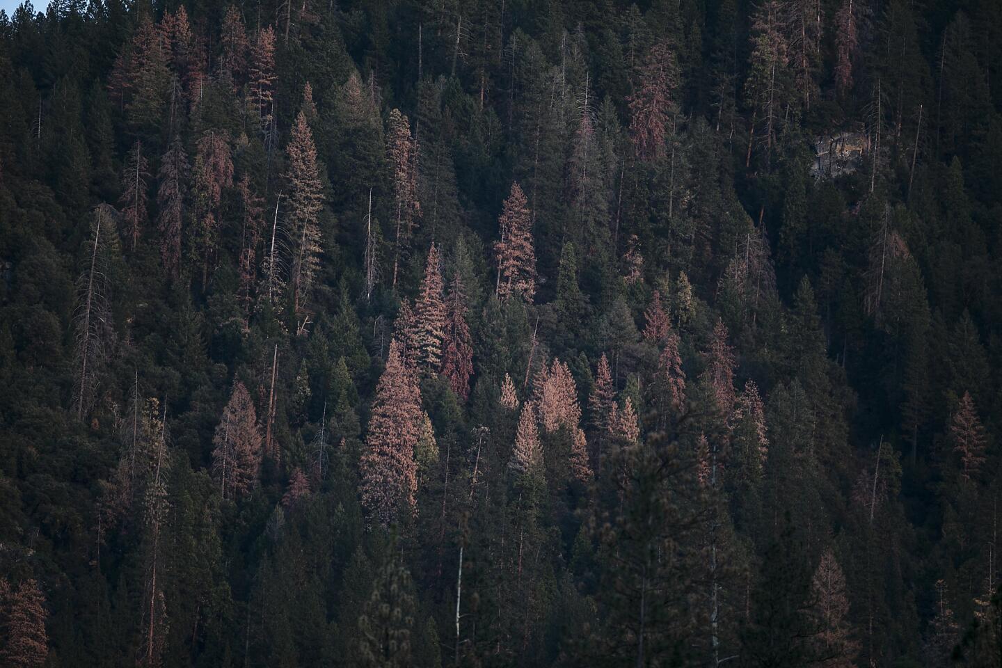 Dead Forest Wallpapers - Top Free Dead Forest Backgrounds - WallpaperAccess
