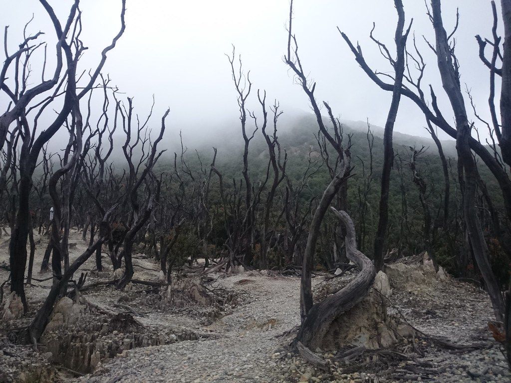 Dead Forest Wallpapers - Top Free Dead Forest Backgrounds - WallpaperAccess