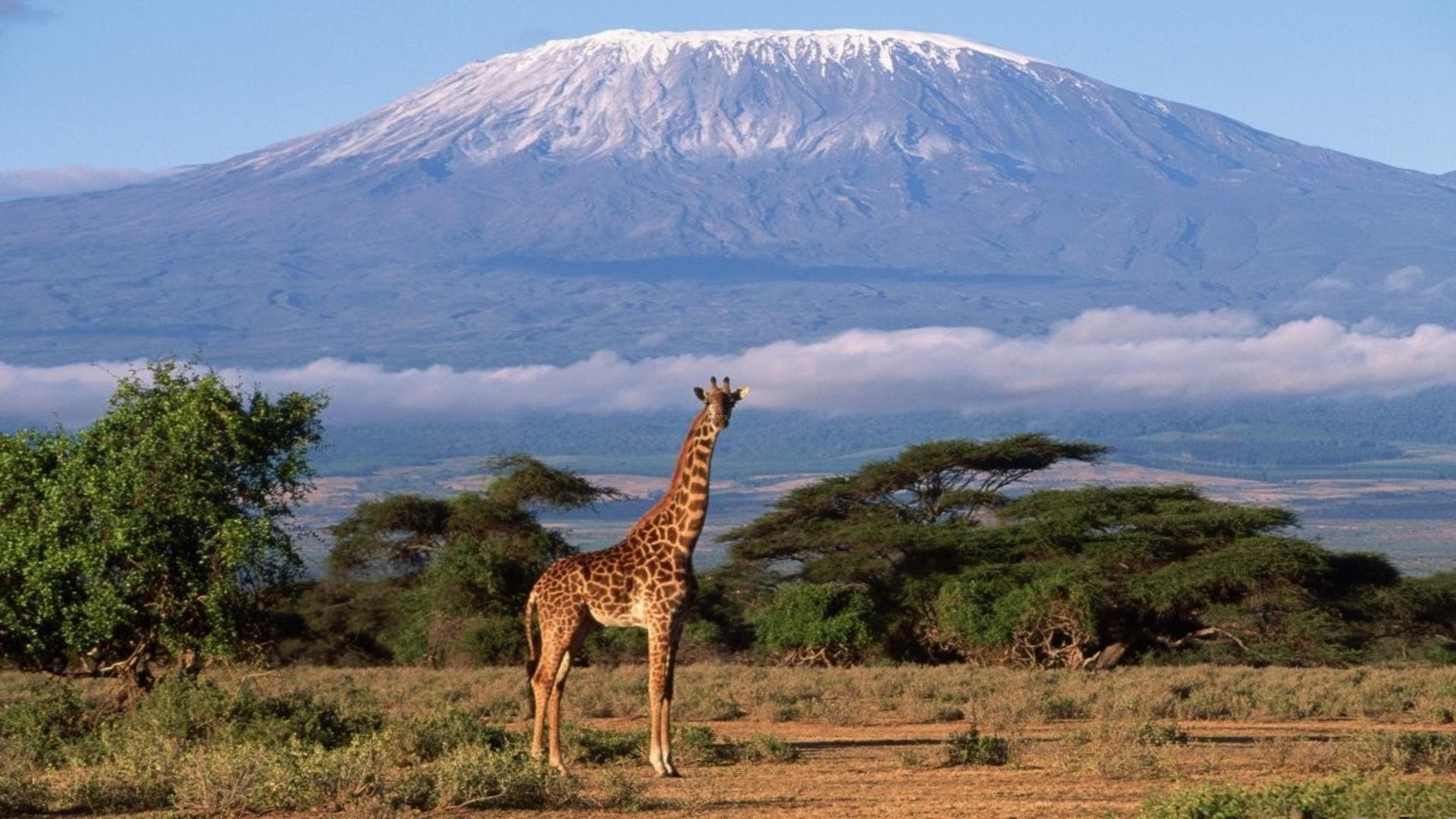 Safari Desktop Wallpapers - Top Free Safari Desktop Backgrounds ...