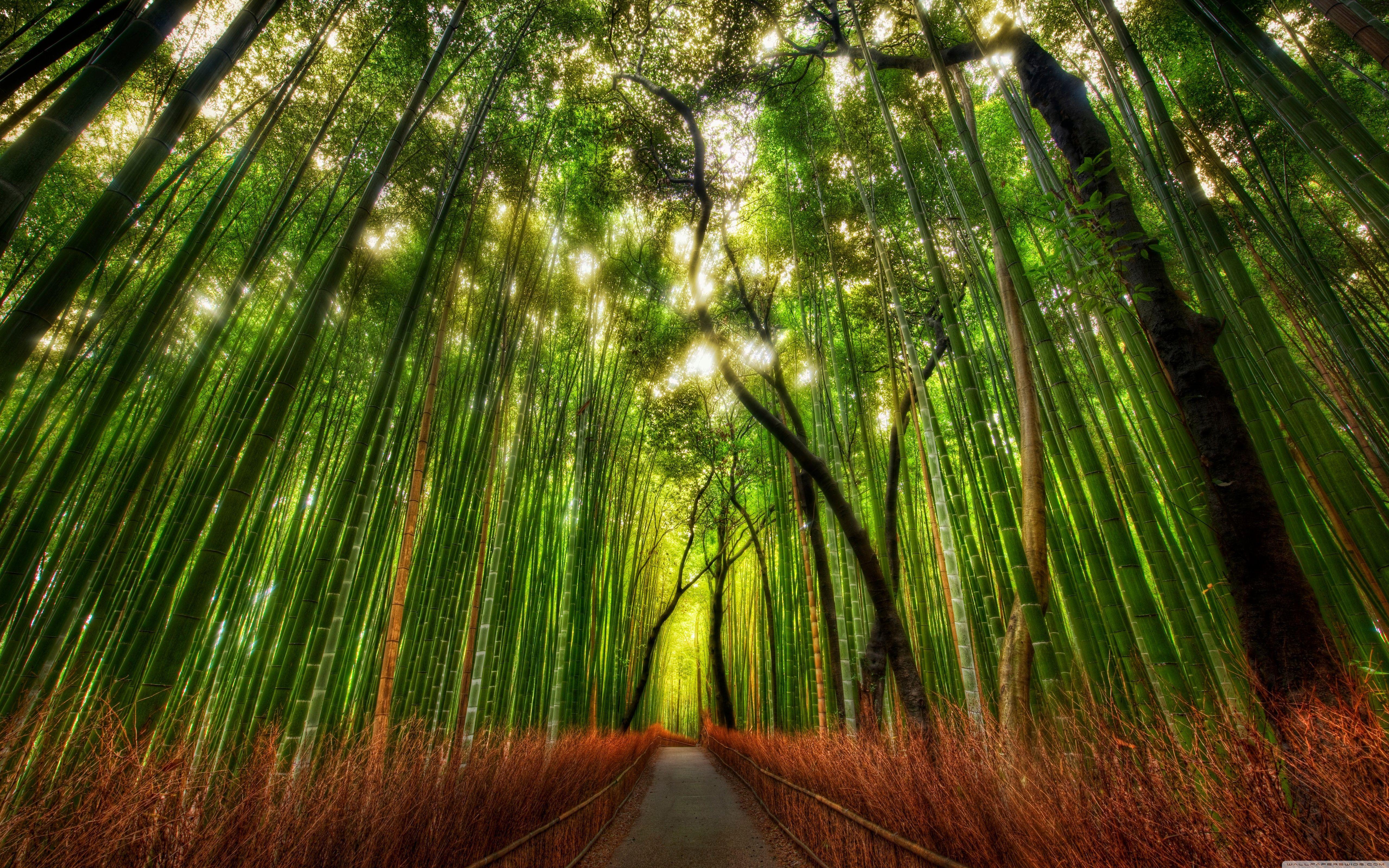 Bamboo Desktop Wallpapers - Top Free Bamboo Desktop Backgrounds ...