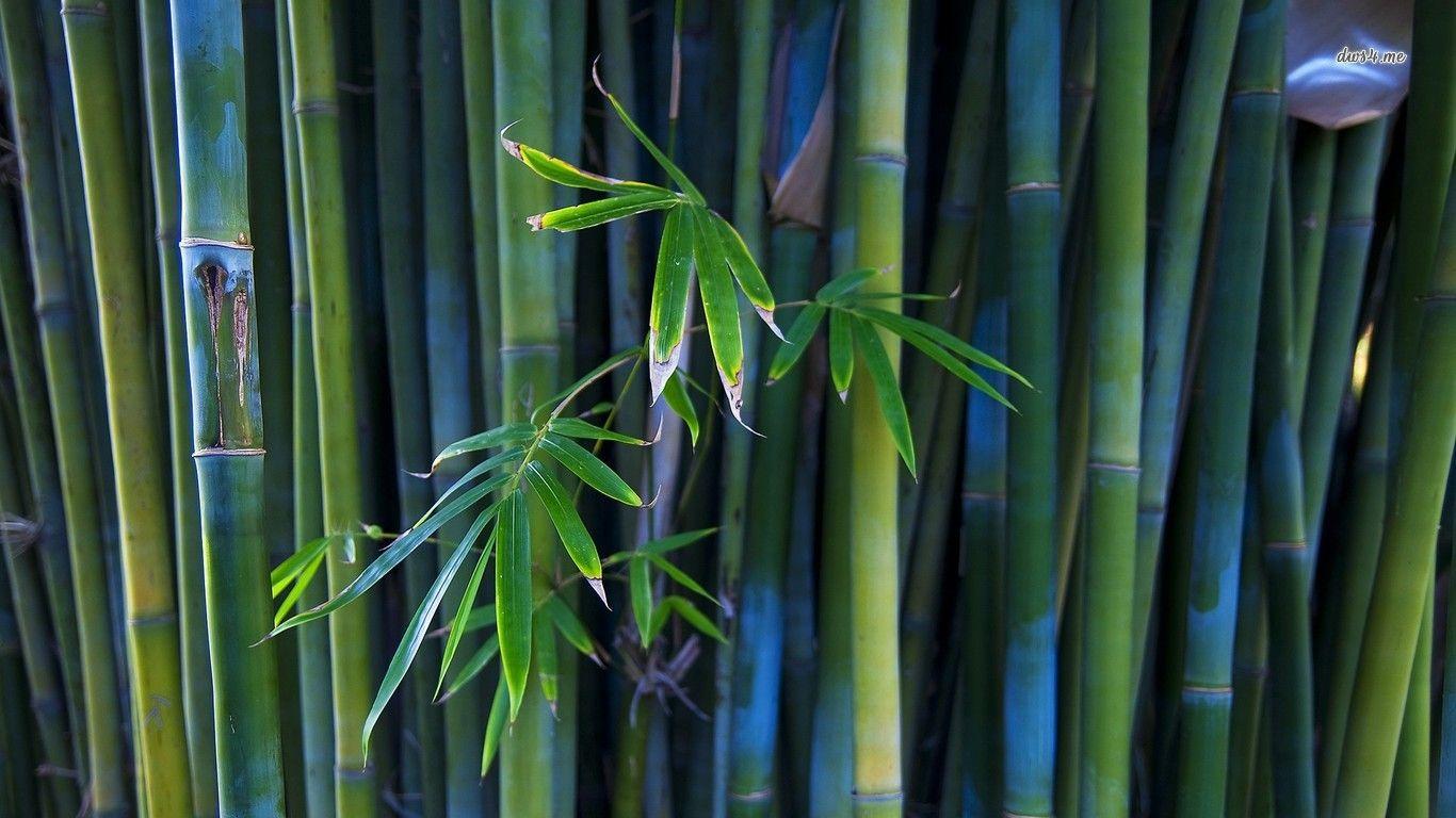 Bamboo Desktop Wallpapers - Top Free Bamboo Desktop Backgrounds ...