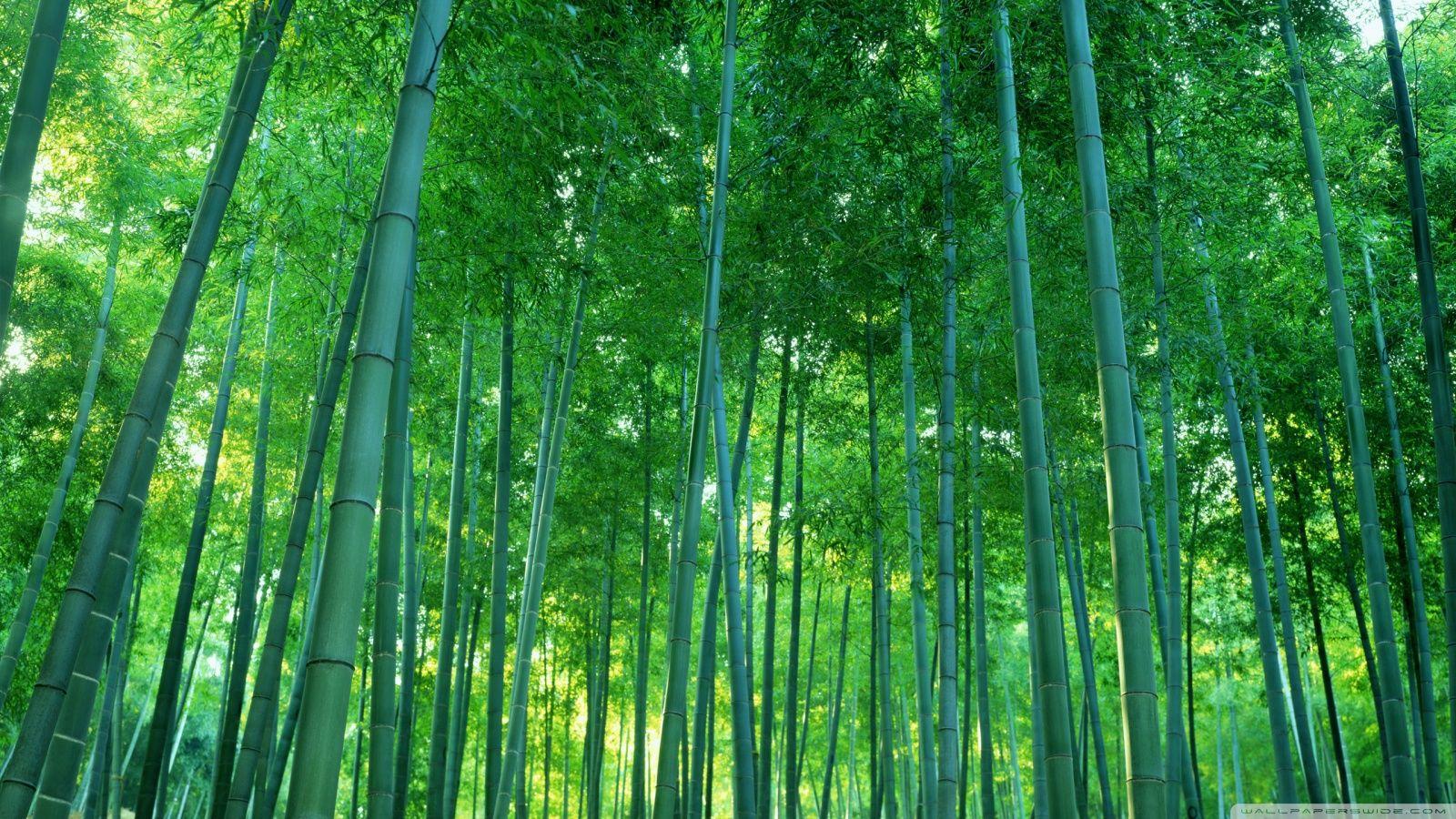 Bamboo Desktop Wallpapers - Top Free Bamboo Desktop Backgrounds ...