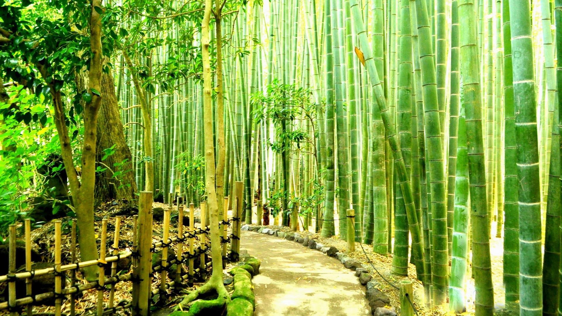 Bamboo Desktop Wallpapers - Top Free Bamboo Desktop Backgrounds ...