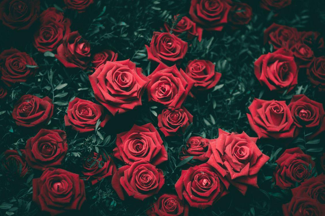 Roses Desktop Wallpapers - Top Free Roses Desktop Backgrounds ...