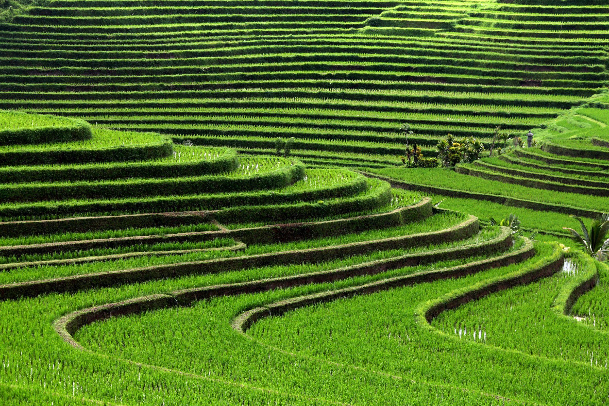 Rice Desktop Wallpapers - Top Free Rice Desktop Backgrounds ...