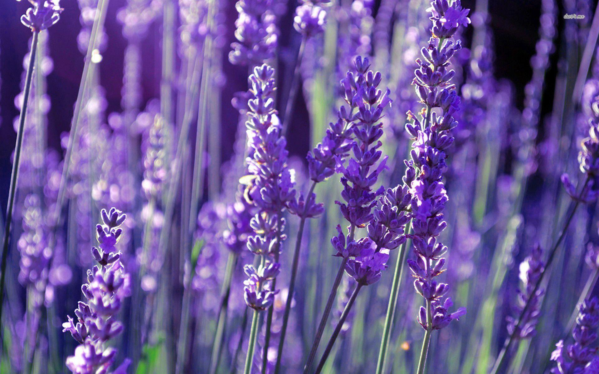 Lavender Desktop Wallpapers - Top Free Lavender Desktop Backgrounds ...