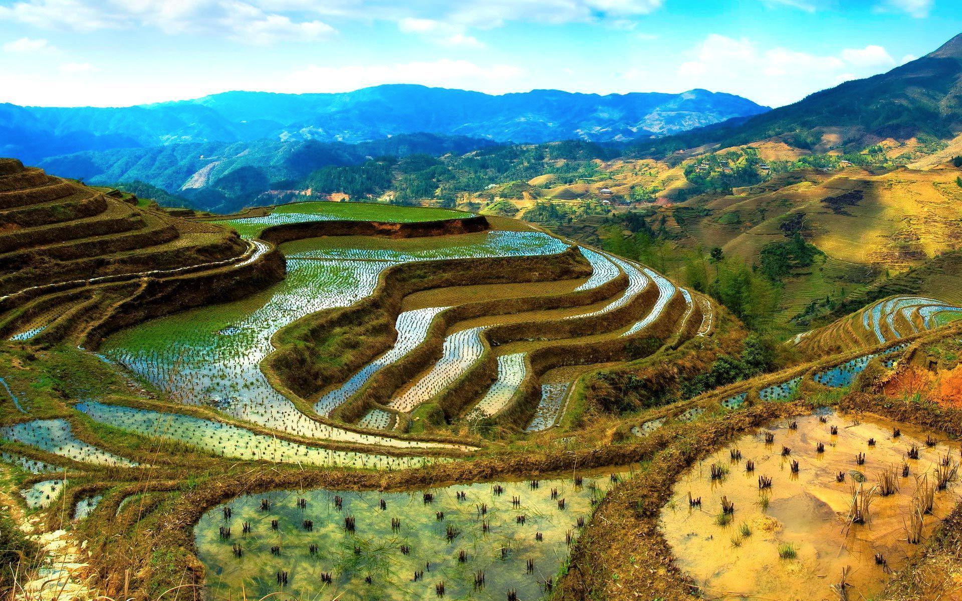 Rice Desktop Wallpapers - Top Free Rice Desktop Backgrounds ...