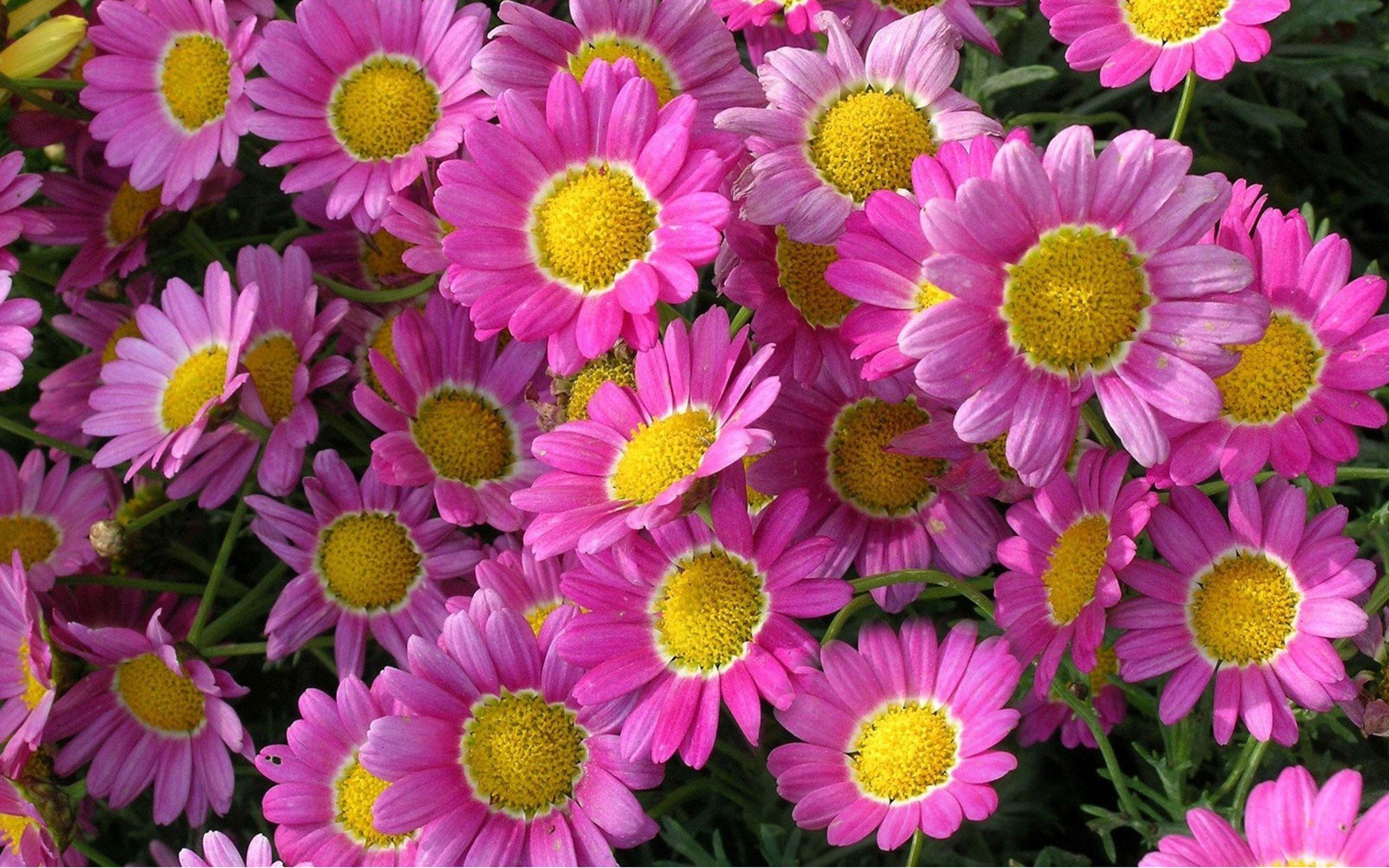 Daisy Desktop Wallpapers - Top Free Daisy Desktop Backgrounds ...