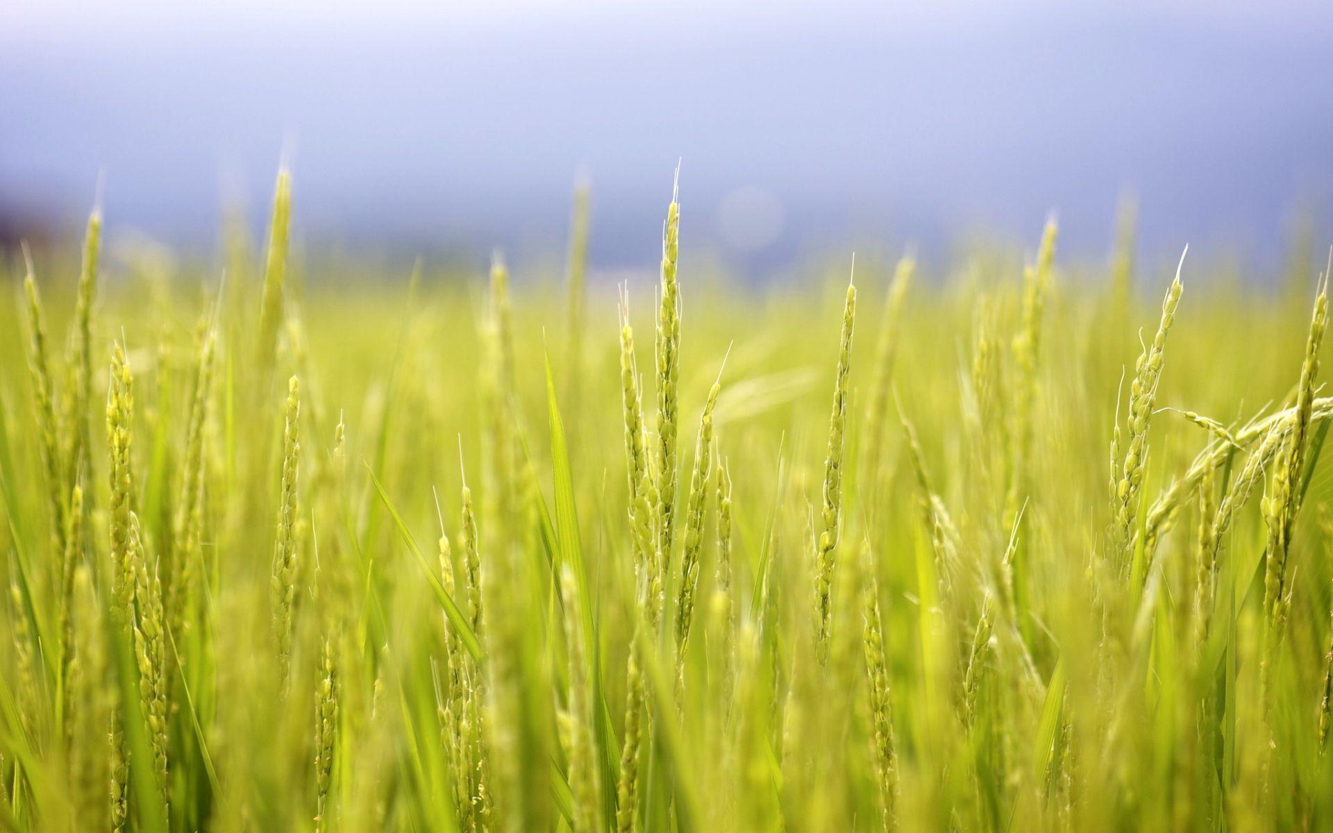 Rice Desktop Wallpapers - Top Free Rice Desktop Backgrounds ...