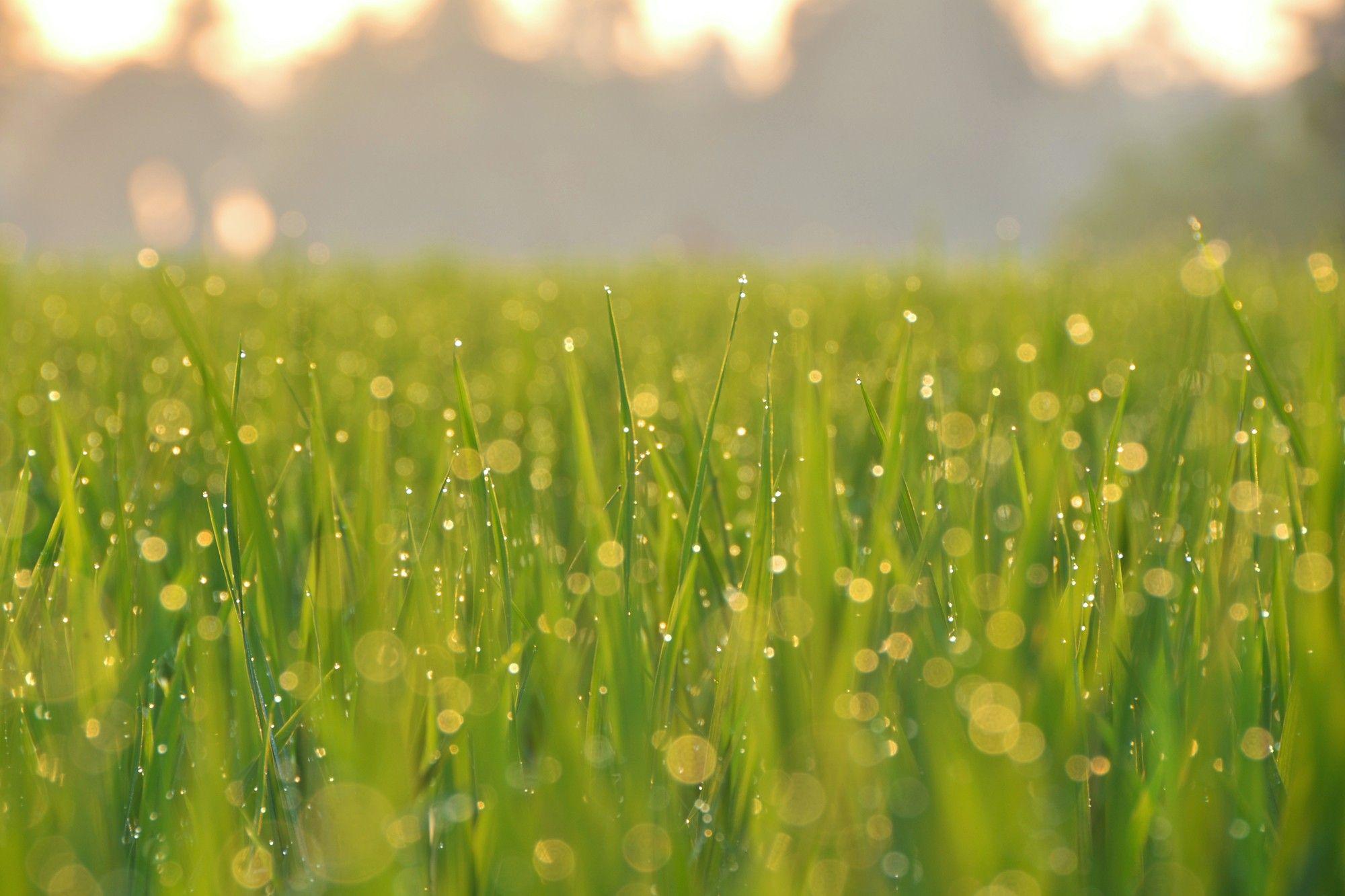 Rice Desktop Wallpapers - Top Free Rice Desktop Backgrounds ...