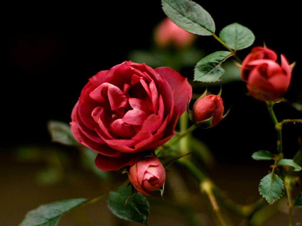 Roses Desktop Wallpapers - Top Free Roses Desktop Backgrounds ...