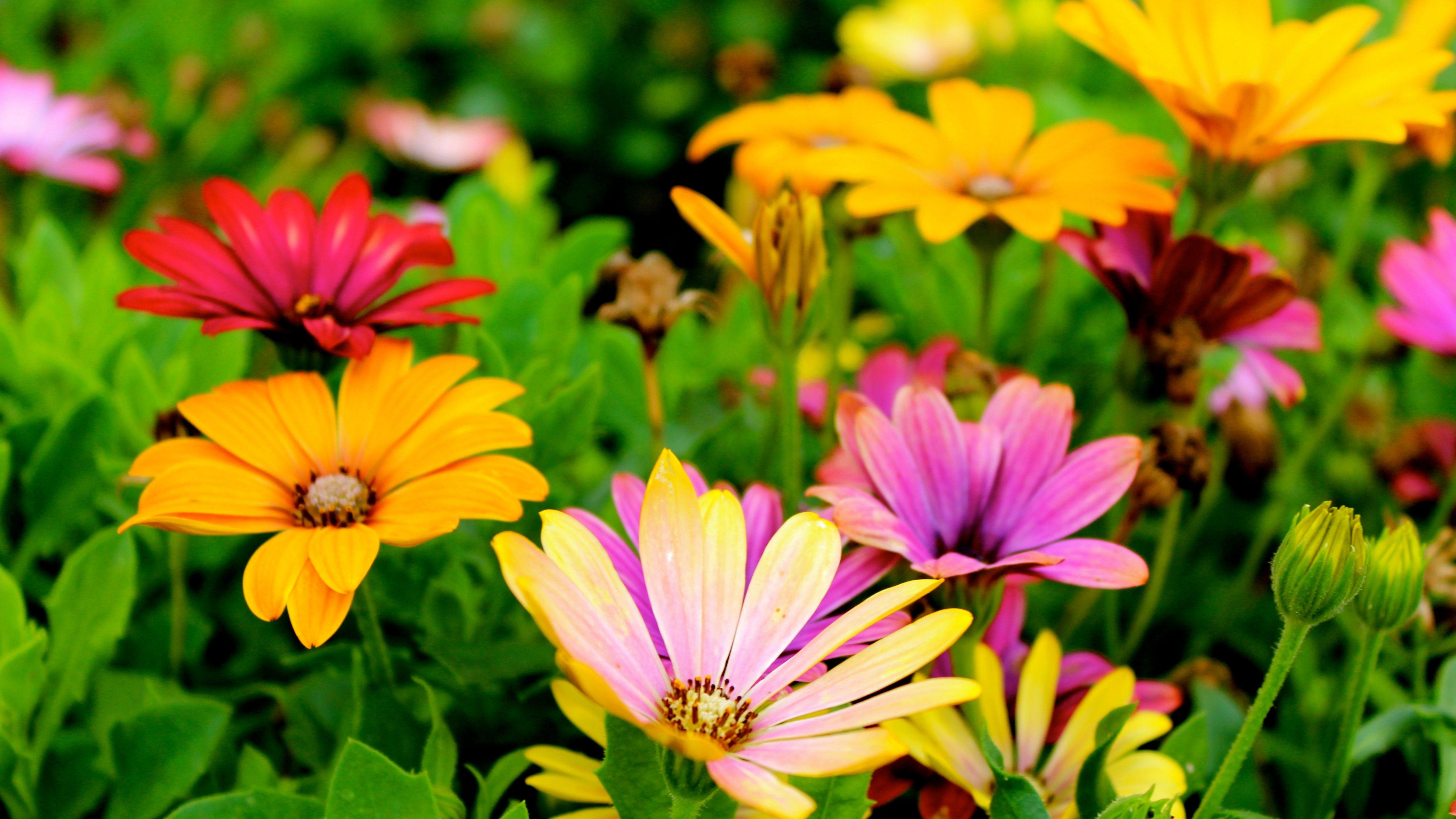 Daisy Desktop Wallpapers - Top Free Daisy Desktop Backgrounds ...