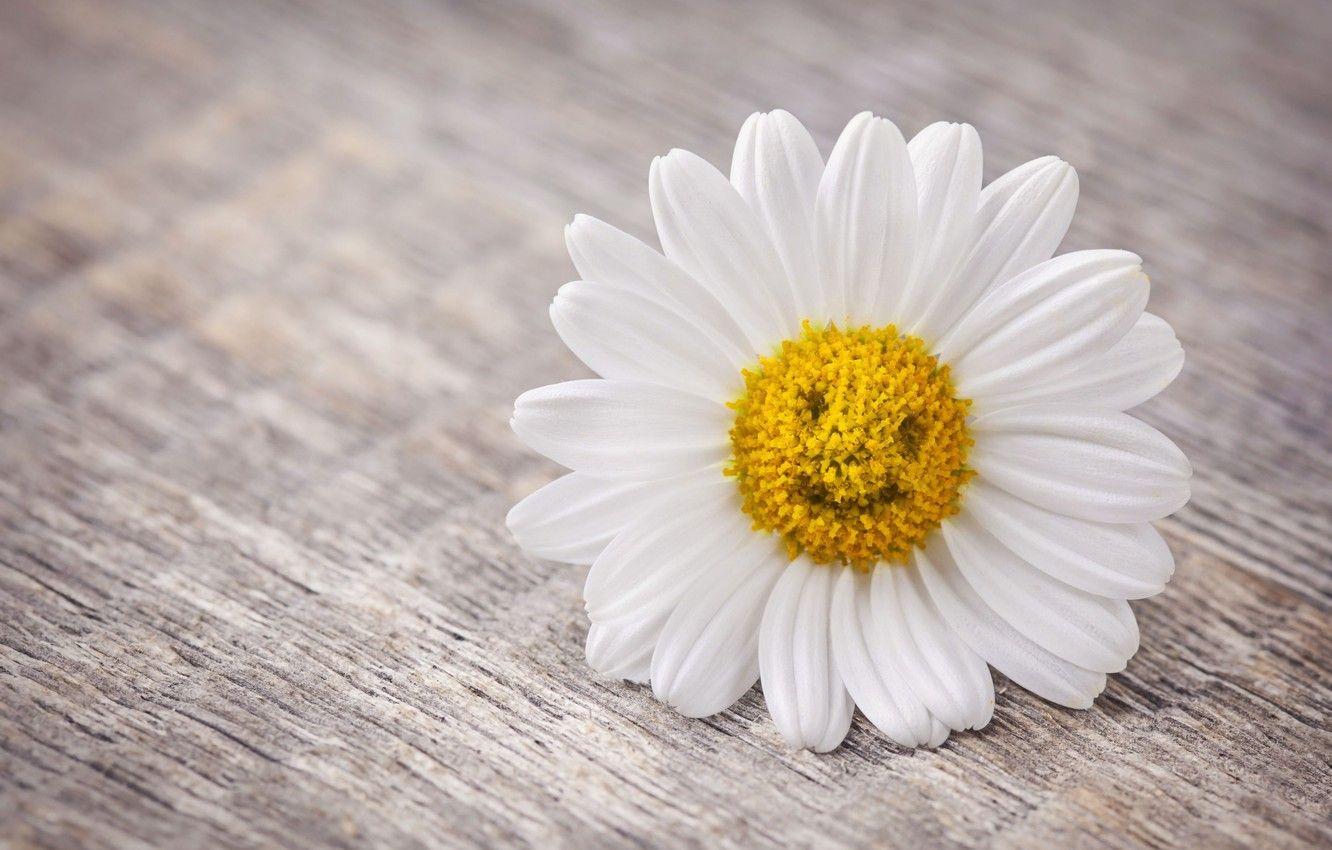 Daisy Desktop Wallpapers - Top Free Daisy Desktop Backgrounds ...