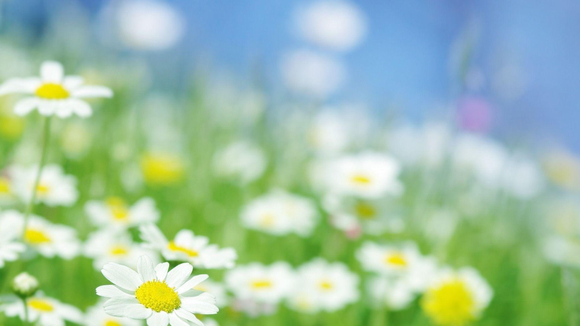 Daisy Desktop Wallpapers - Top Free Daisy Desktop Backgrounds ...