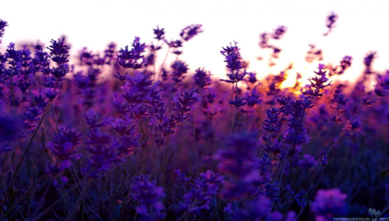Lavender Desktop Wallpapers - Top Free Lavender Desktop Backgrounds ...