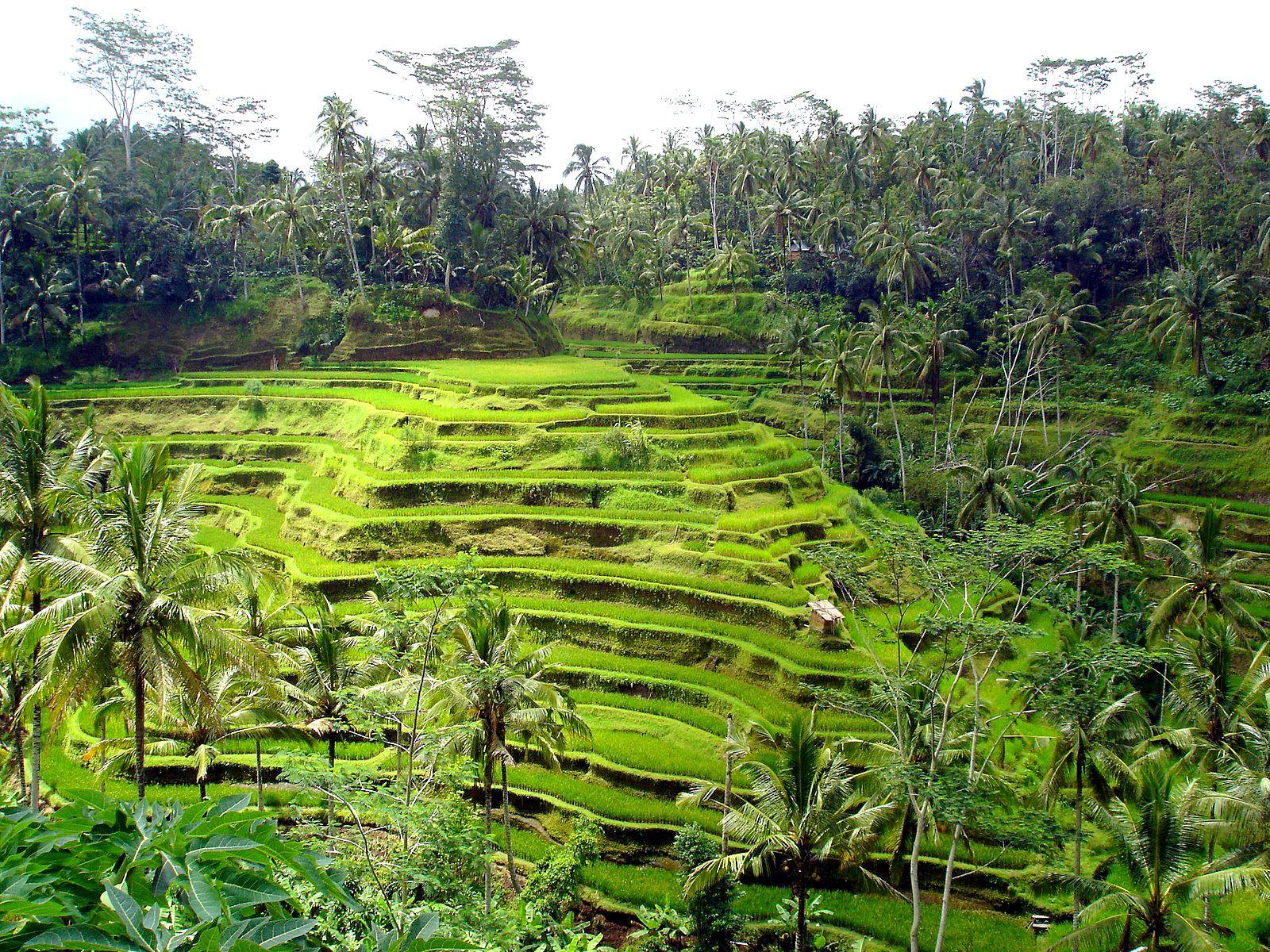 Rice Desktop Wallpapers - Top Free Rice Desktop Backgrounds ...